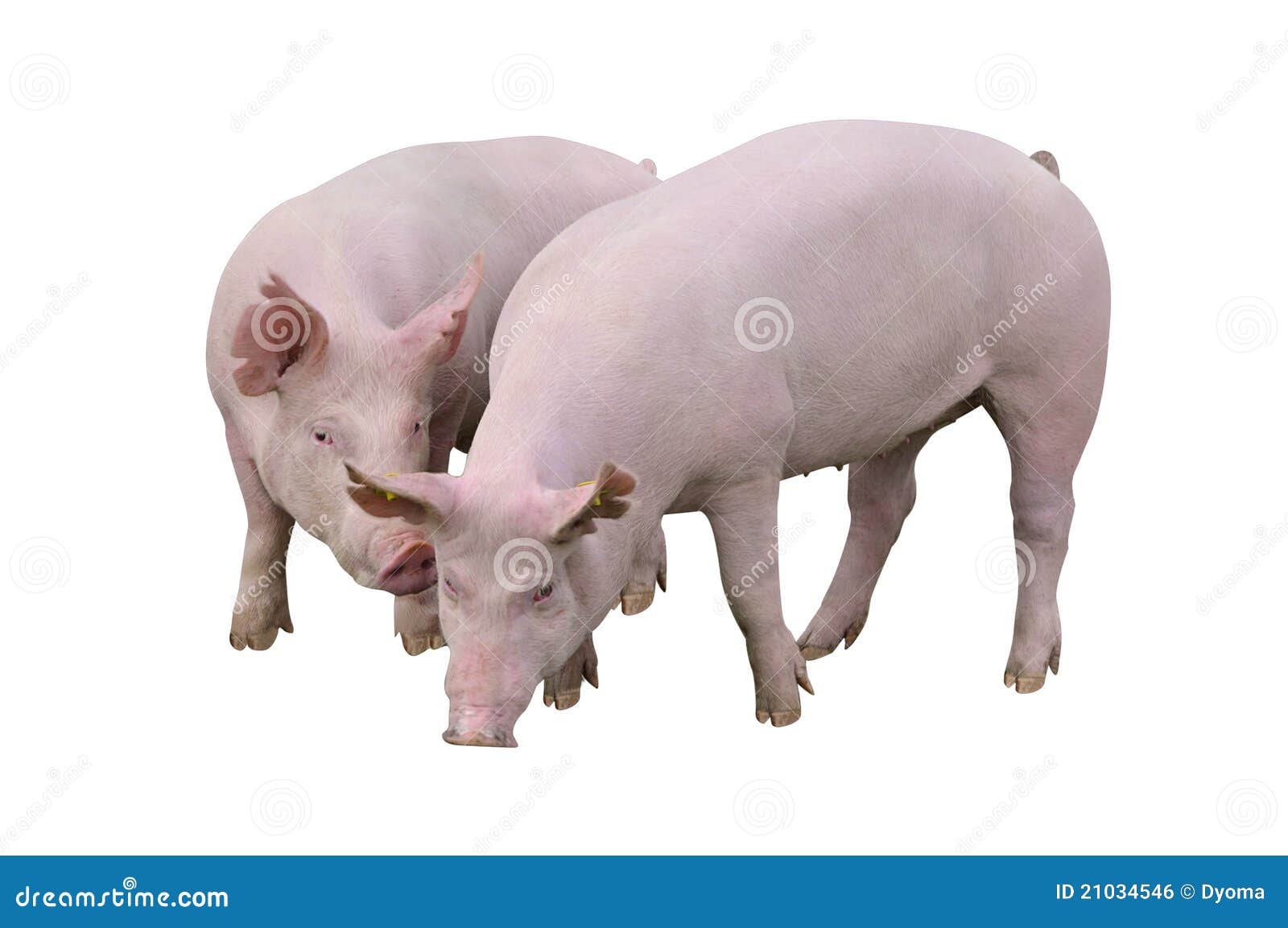 Pigs isolated on white stock photo. Image of agriculture - 21034546