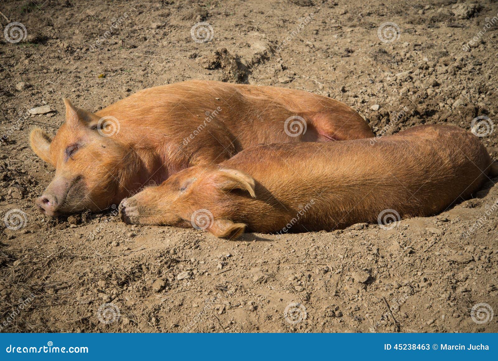 Pigs laying on farm stock image. Image of agriculture - 45238463