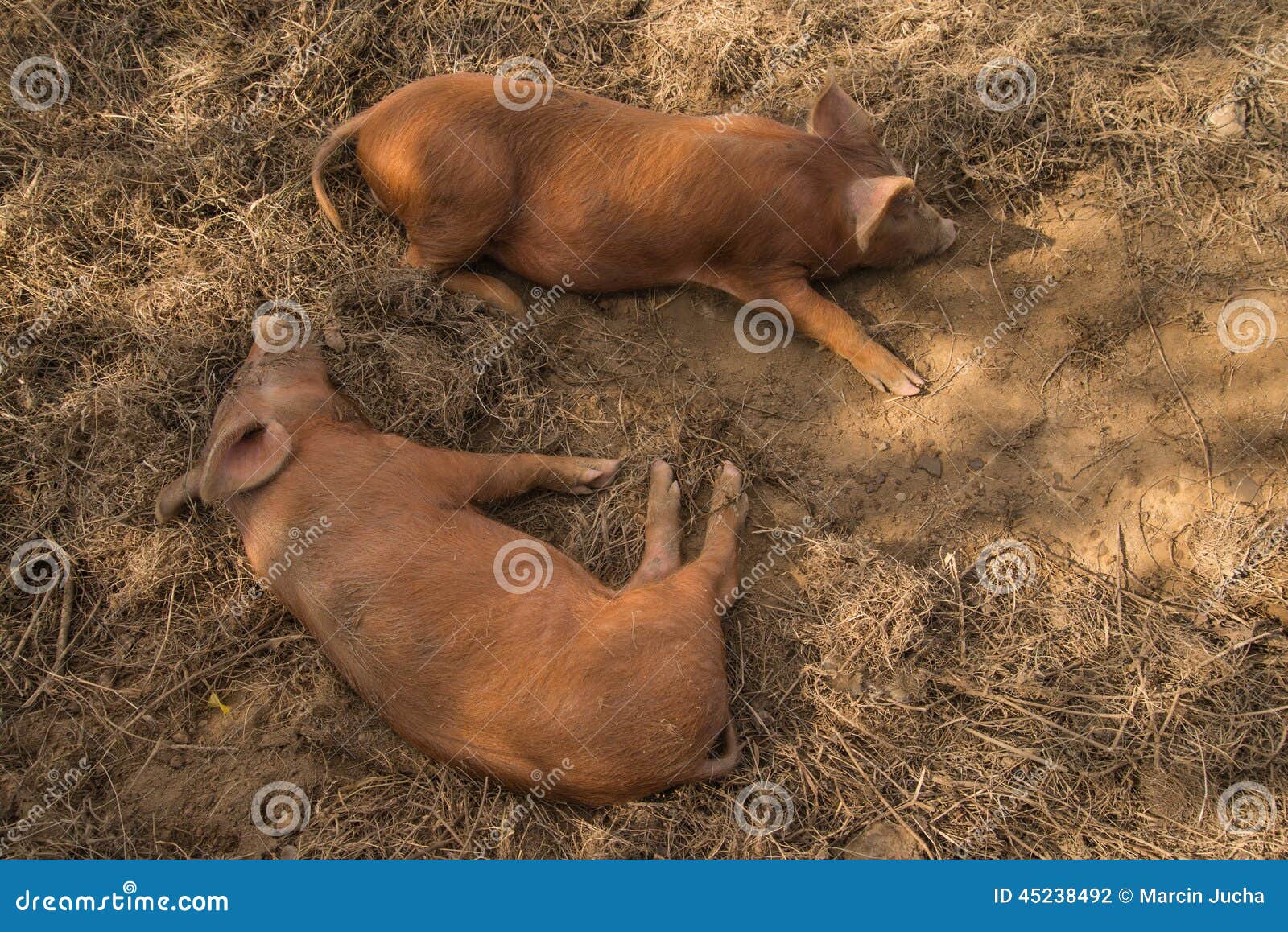 Pigs laying on farm stock photo. Image of pigs, snout - 45238492