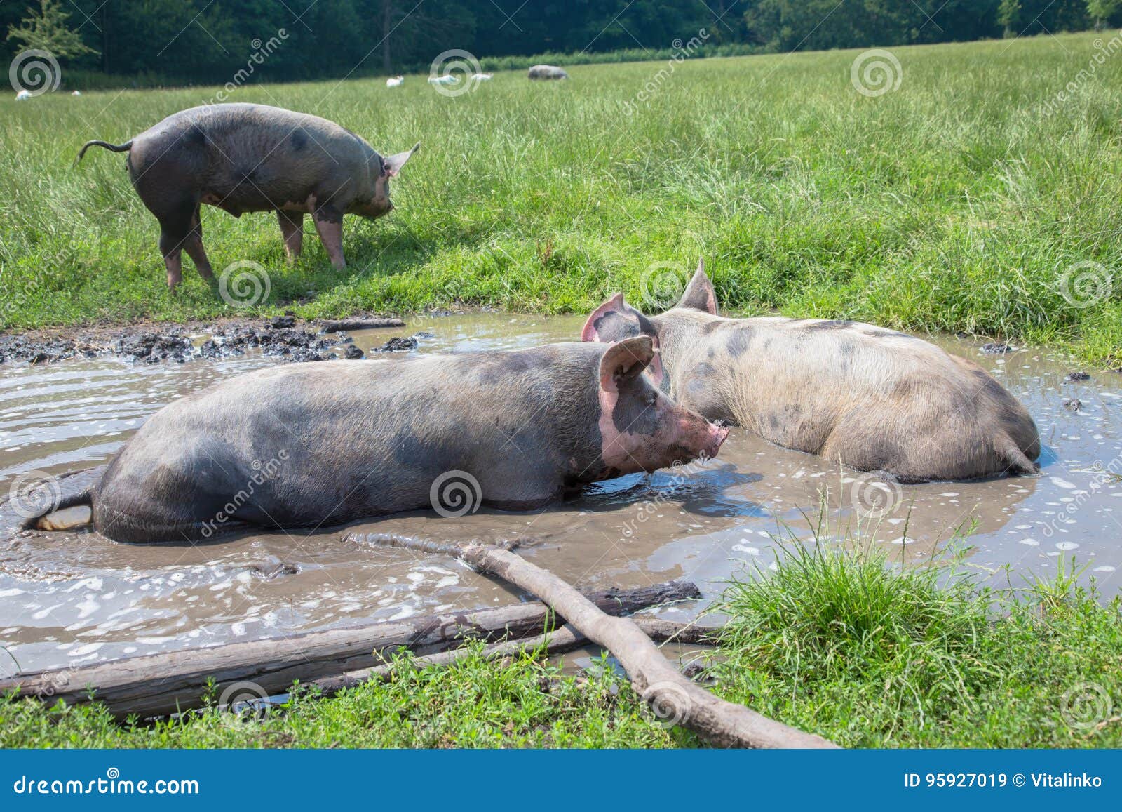 Pigs lie in a mud puddle. stock image. Image of mammal - 95927019