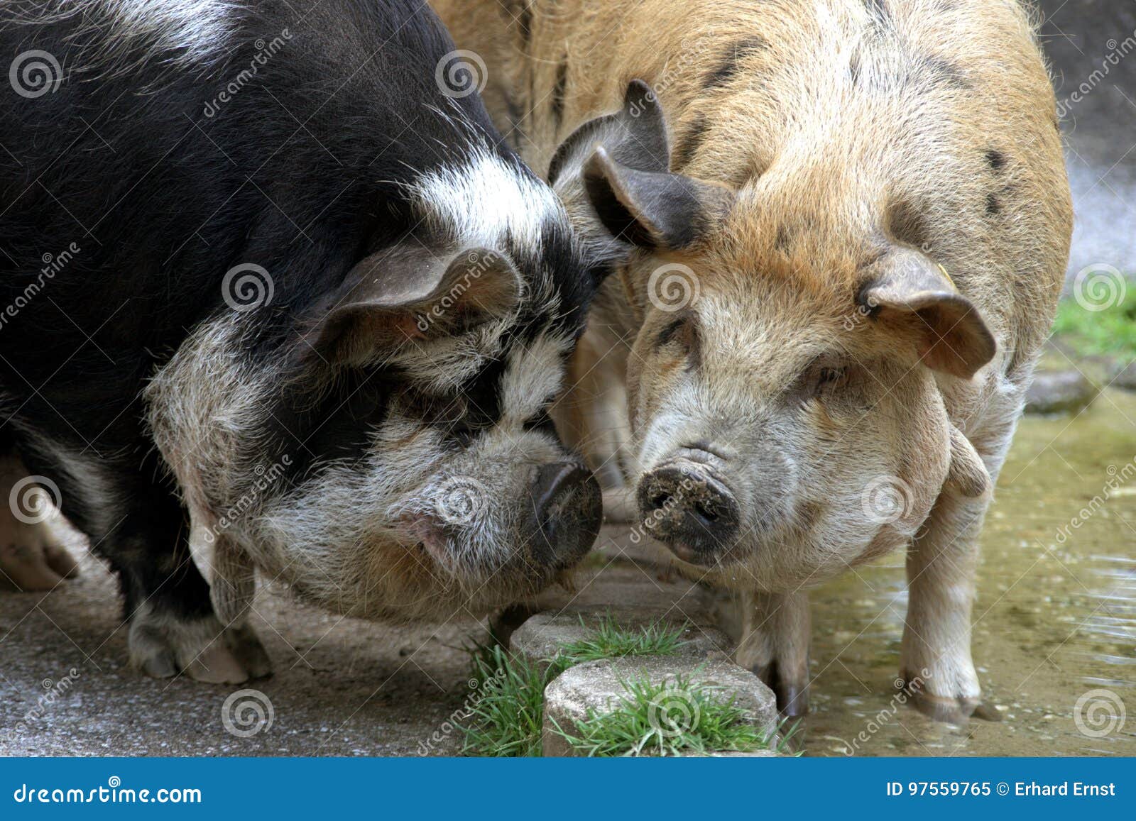 Pigs in love stock image. Image of cute, amorous, mammal - 97559765