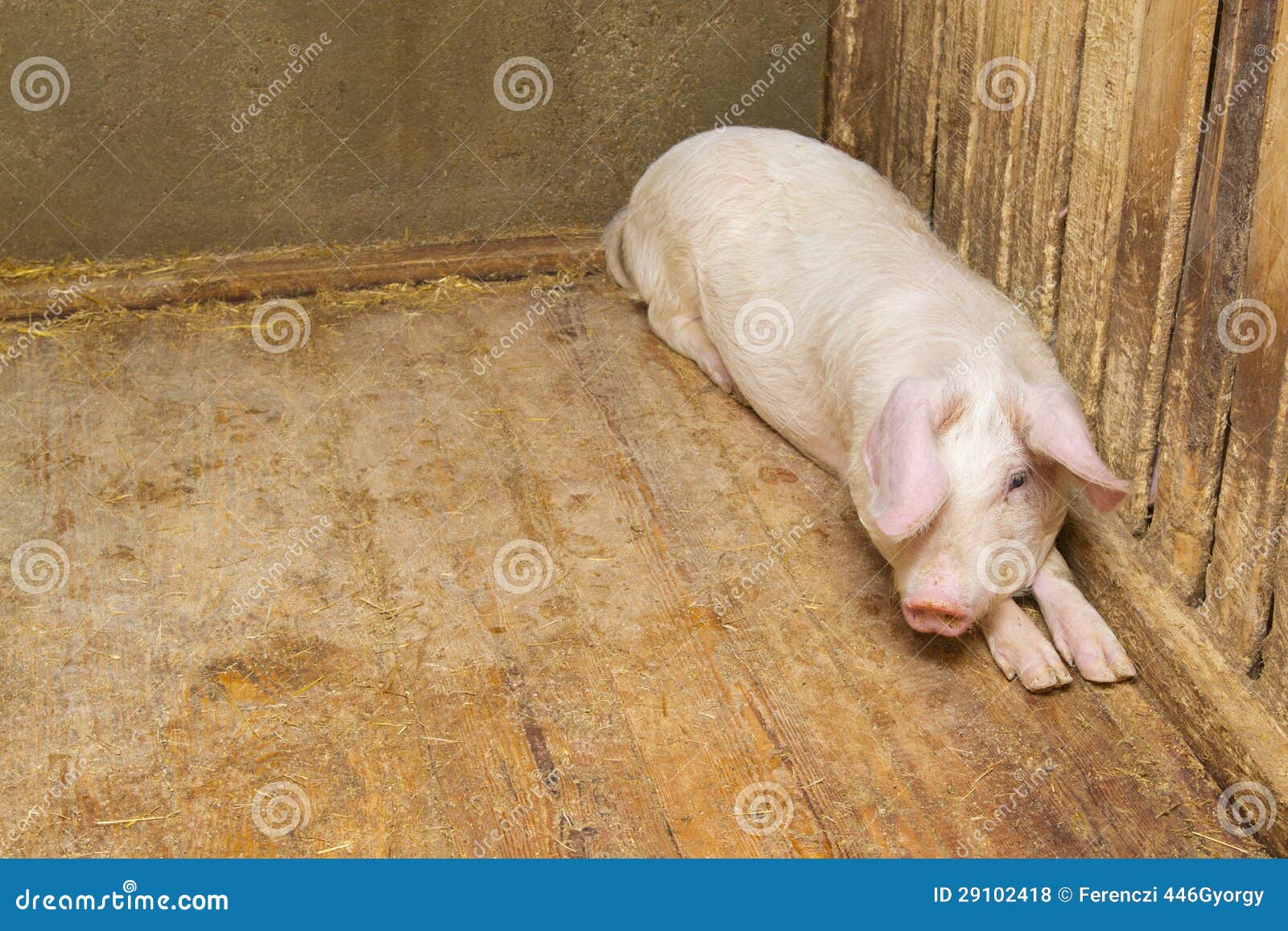 Pigs lying on the floor stock photo. Image of cute, agriculture - 29102418
