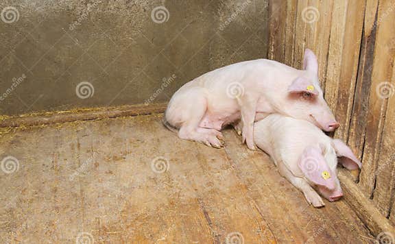 Pigs lying on the floor stock image. Image of enclosure - 29102421