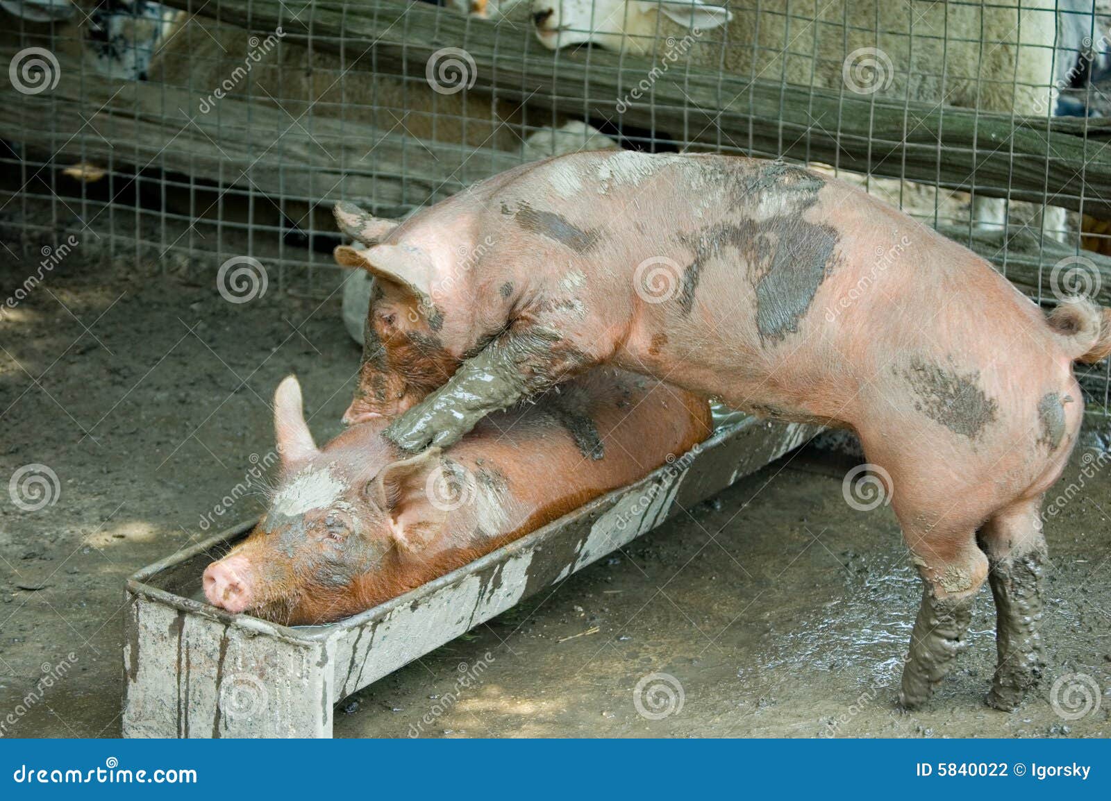 Pigs massage stock photo. Image of pigsty, trough, piglet - 5840022