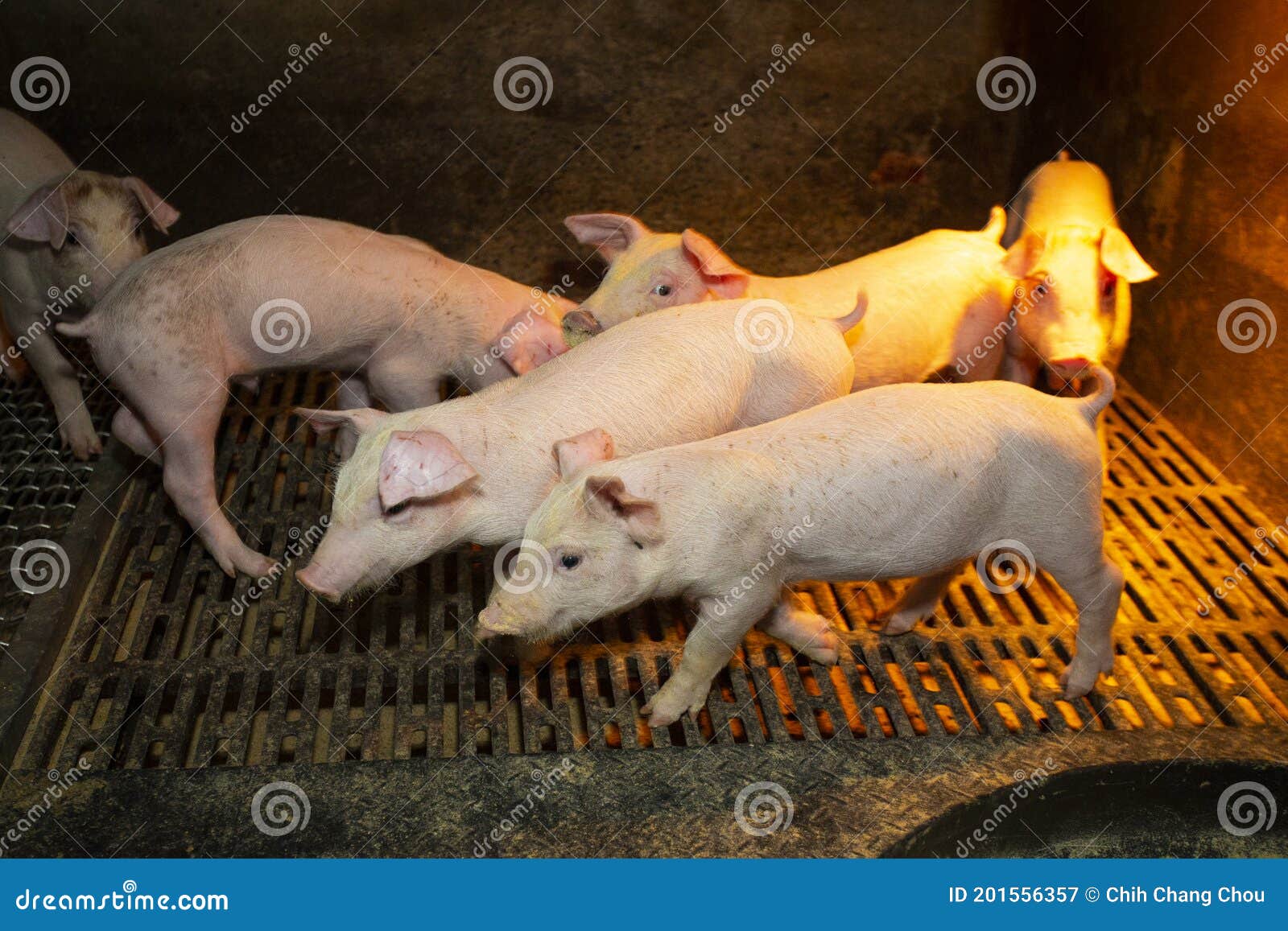 Pigs in modern sty stock image. Image of farming, piglet - 201556357