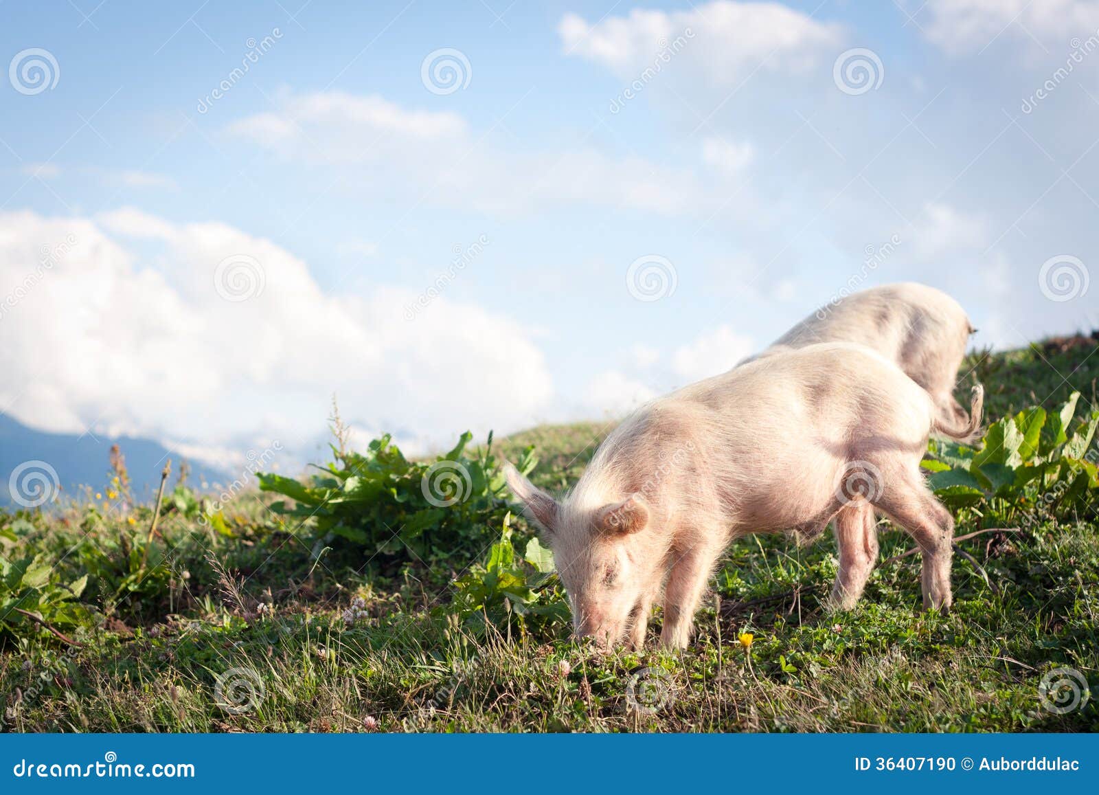 Pigs in the mountains stock photo. Image of idyllic, creature - 36407190