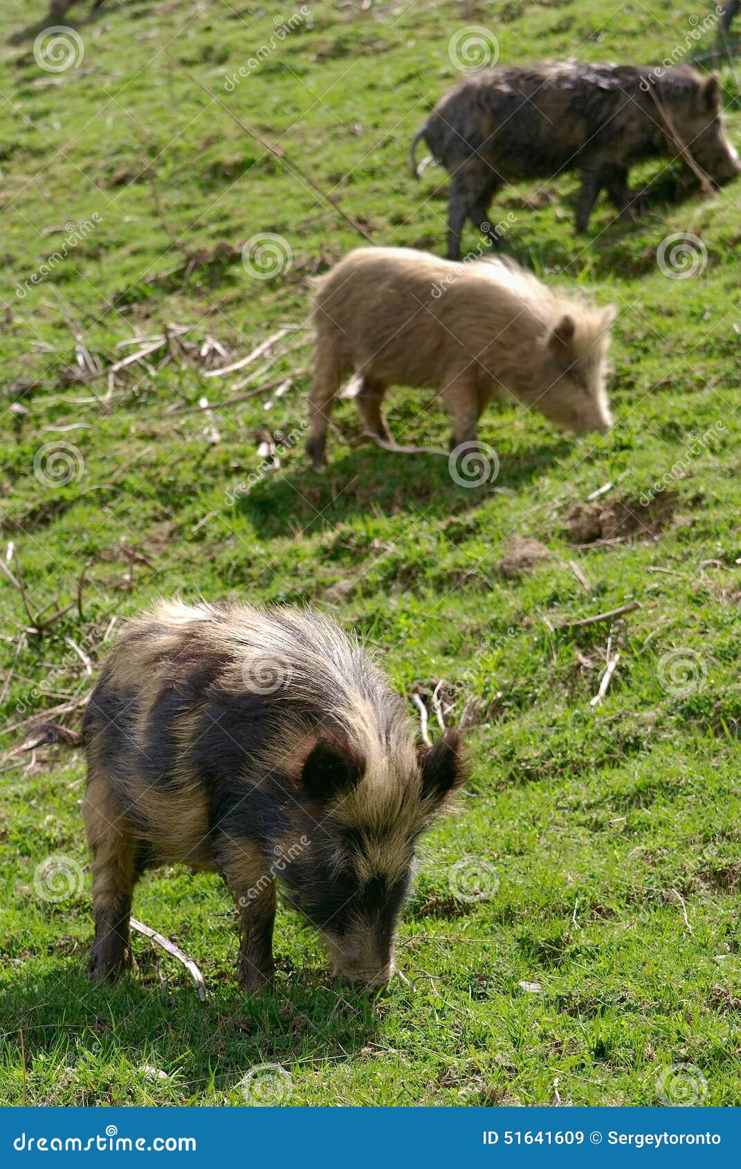 Pigs in the mountains stock image. Image of green, together - 51641609