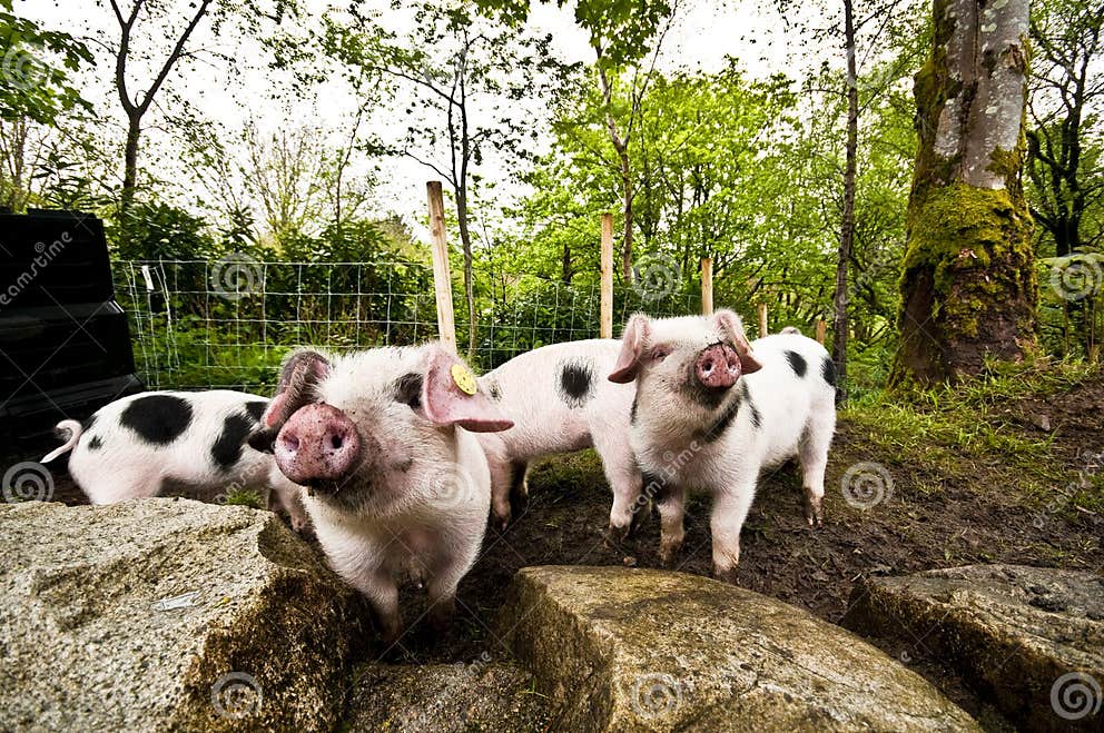 Pigs in Muck stock image. Image of agriculture, nature - 9384647