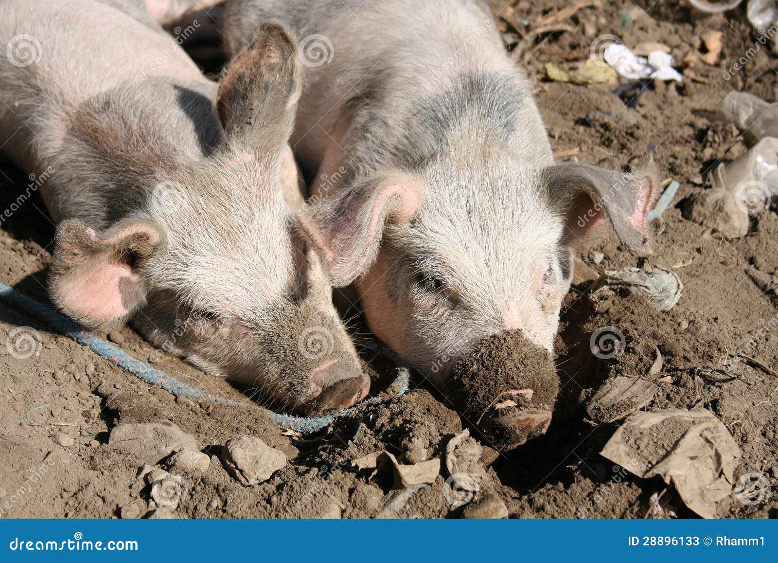 Pigs in Mud stock image. Image of tame, farm, market - 28896133