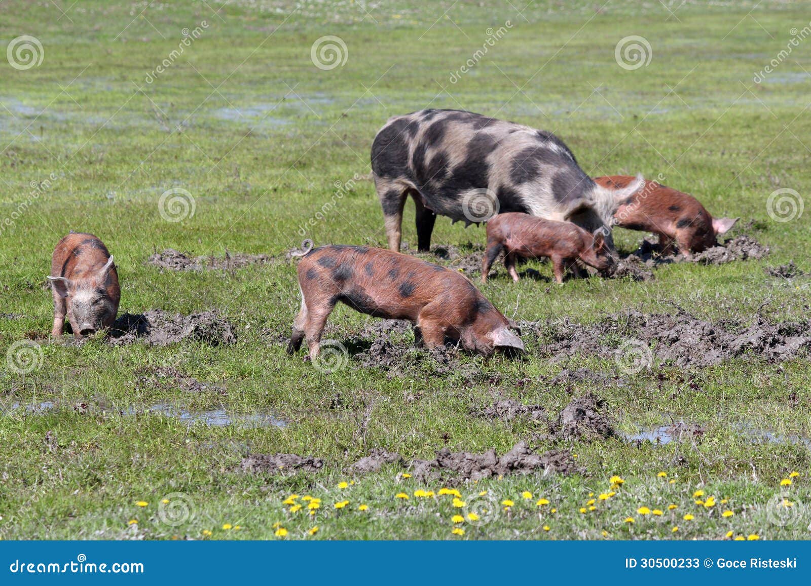 Pigs in a mud stock image. Image of cute, food, farming - 30500233