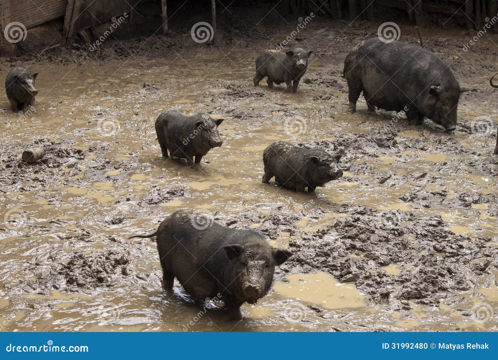 Pigs in a mud stock photo. Image of filthy, wild, soil - 31992480