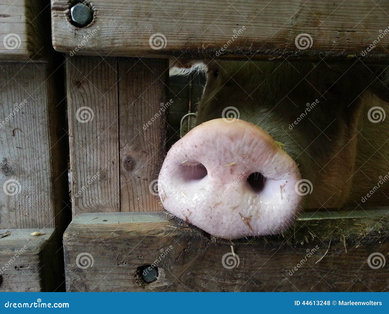 A pigs nose stock photo. Image of pink, mammal, nose - 44613248
