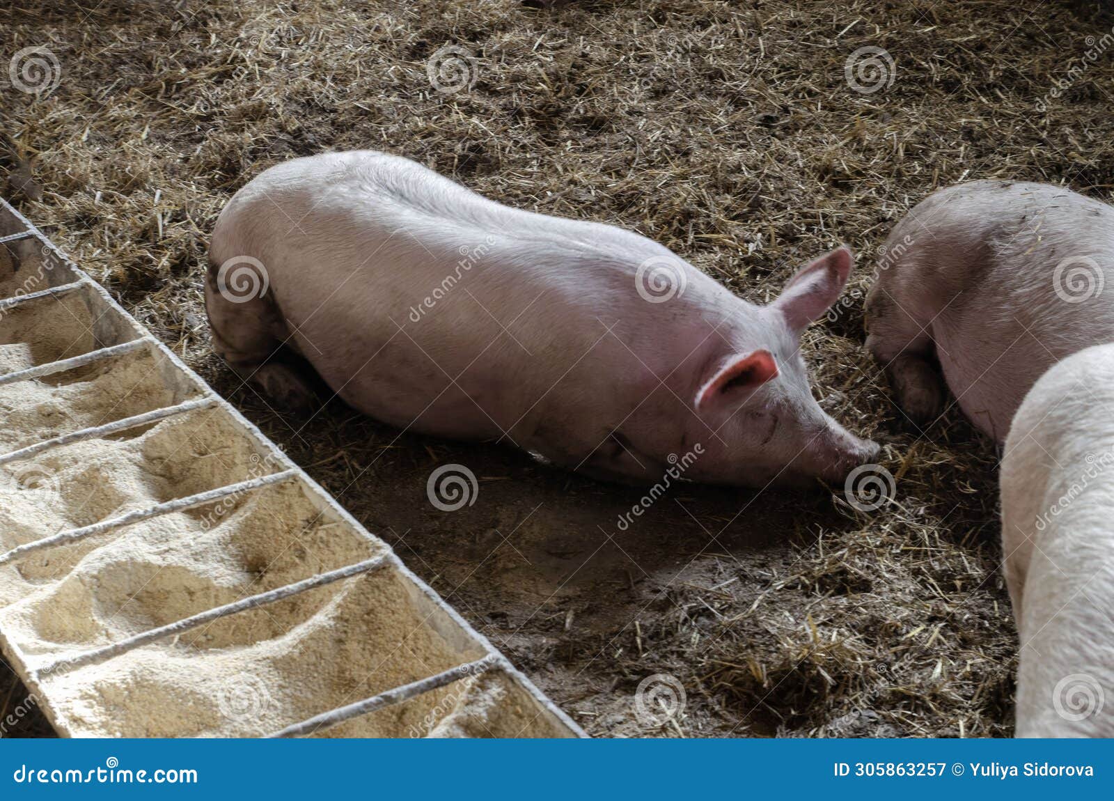 Pigs in a Pen Sit on a Bed of Straw Stock Image - Image of people ...