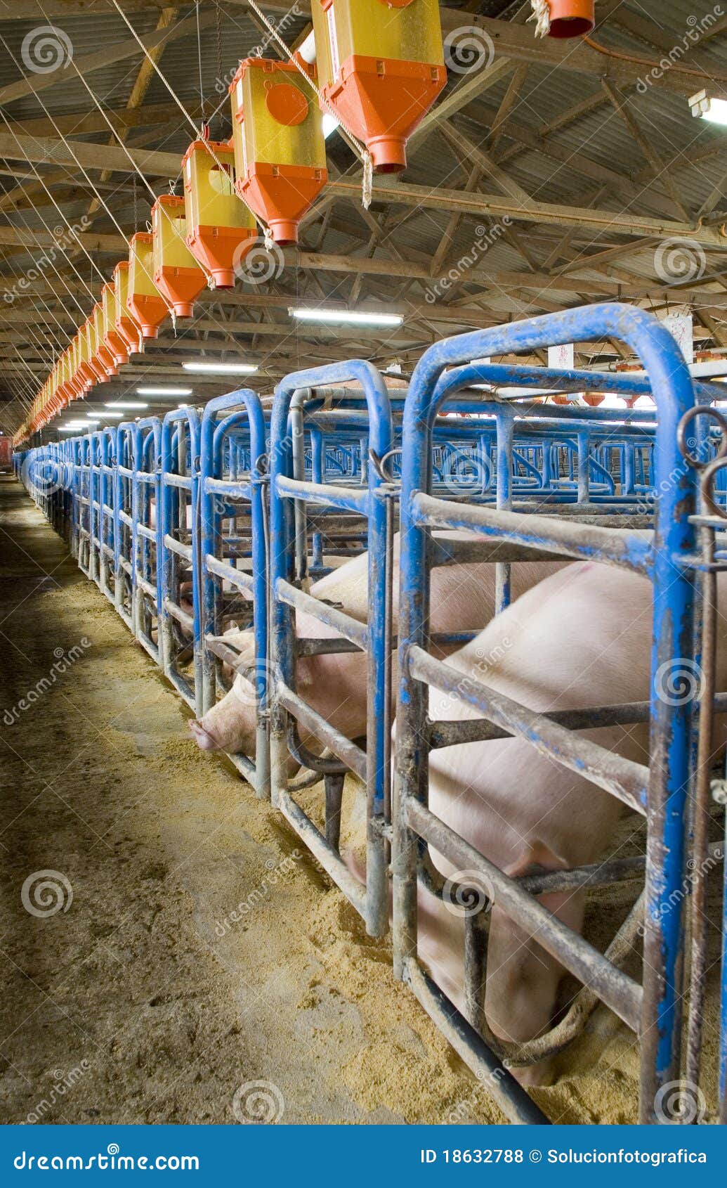 Pigs pens stock photo. Image of pens, male, industris - 18632788