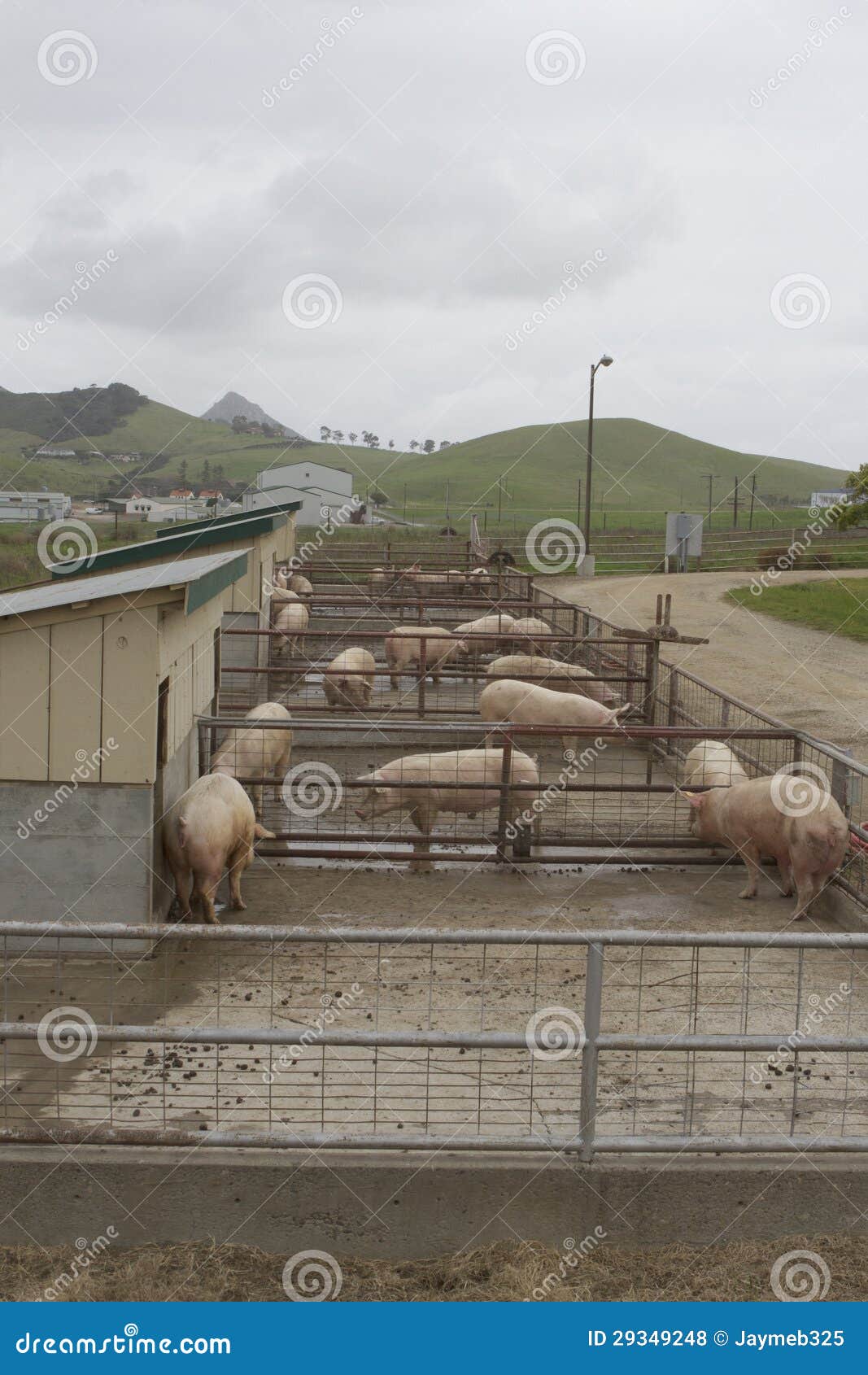Pigs in Pens stock photo. Image of farm, outdoors, mammal - 29349248