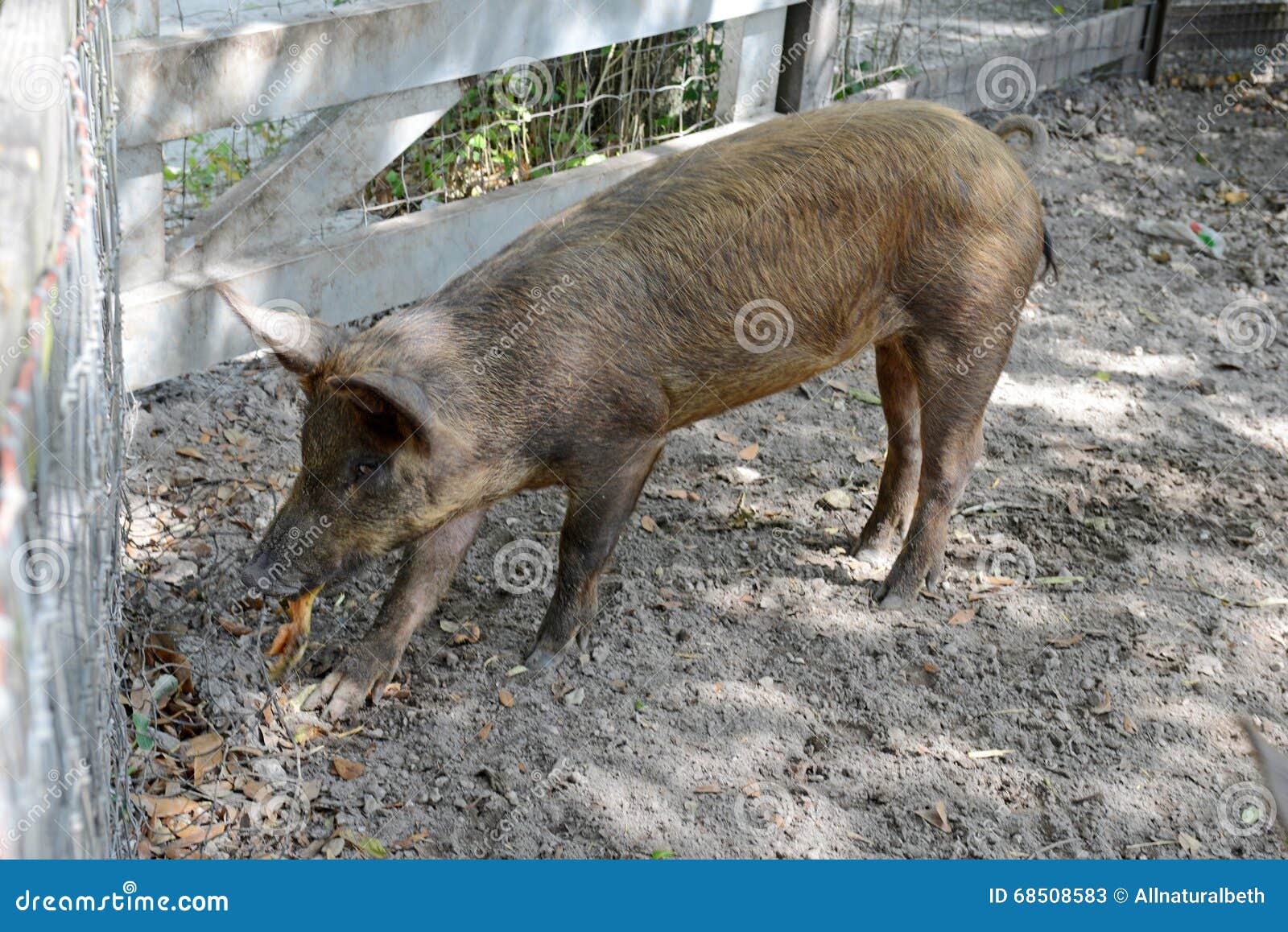 Pigs stock image. Image of dirty, playful, livestock - 68508583