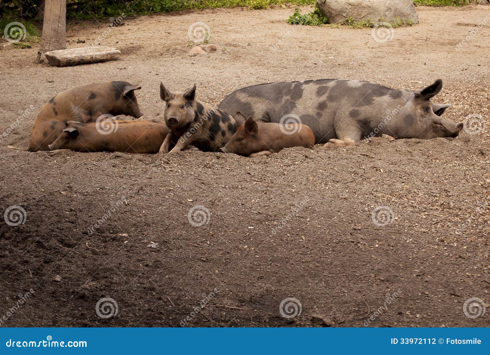 Pigs stock photo. Image of nordic, rural, farm, piglet - 33972112