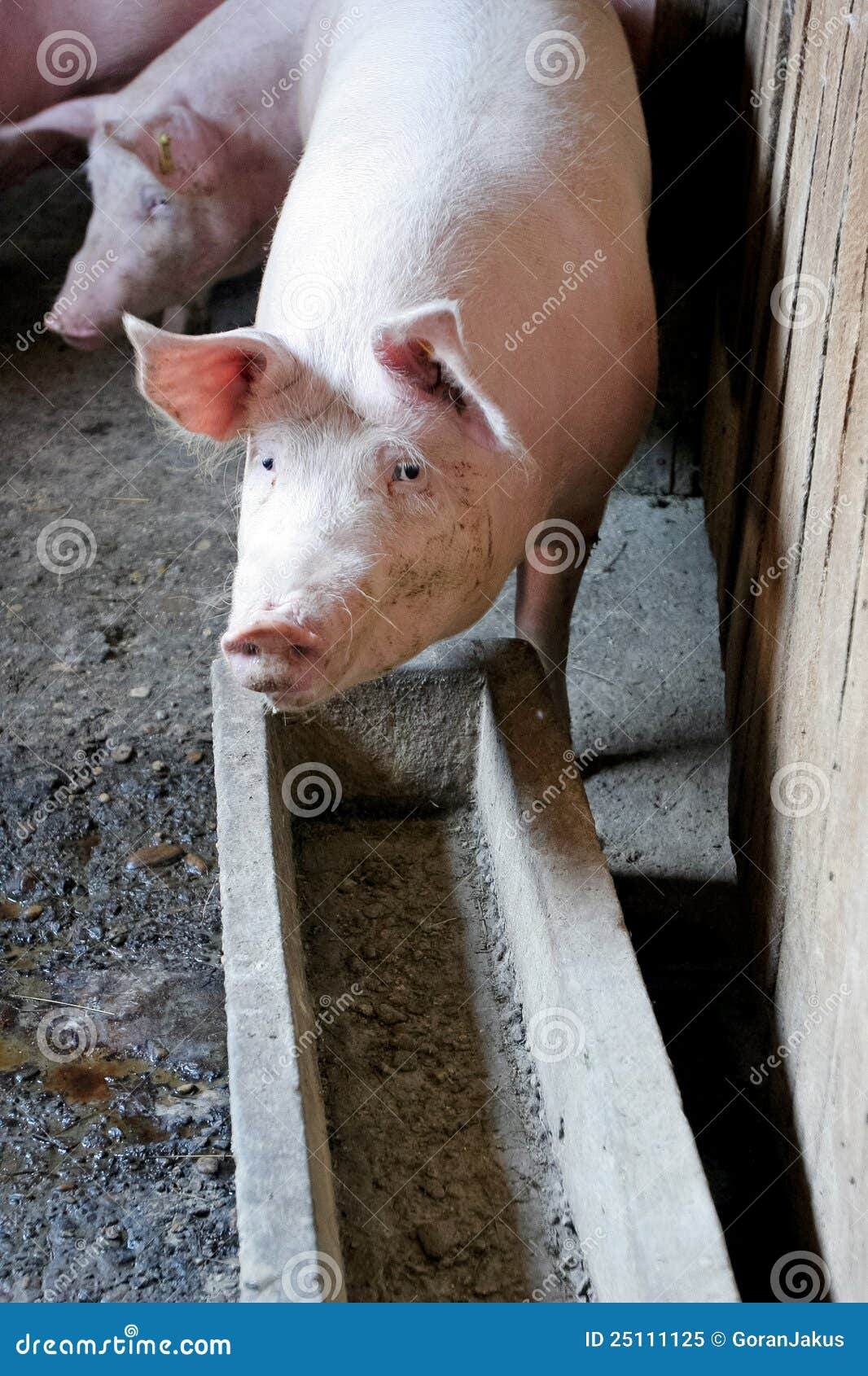 Pigs in the piggery stock image. Image of grunt, pigsty - 25111125