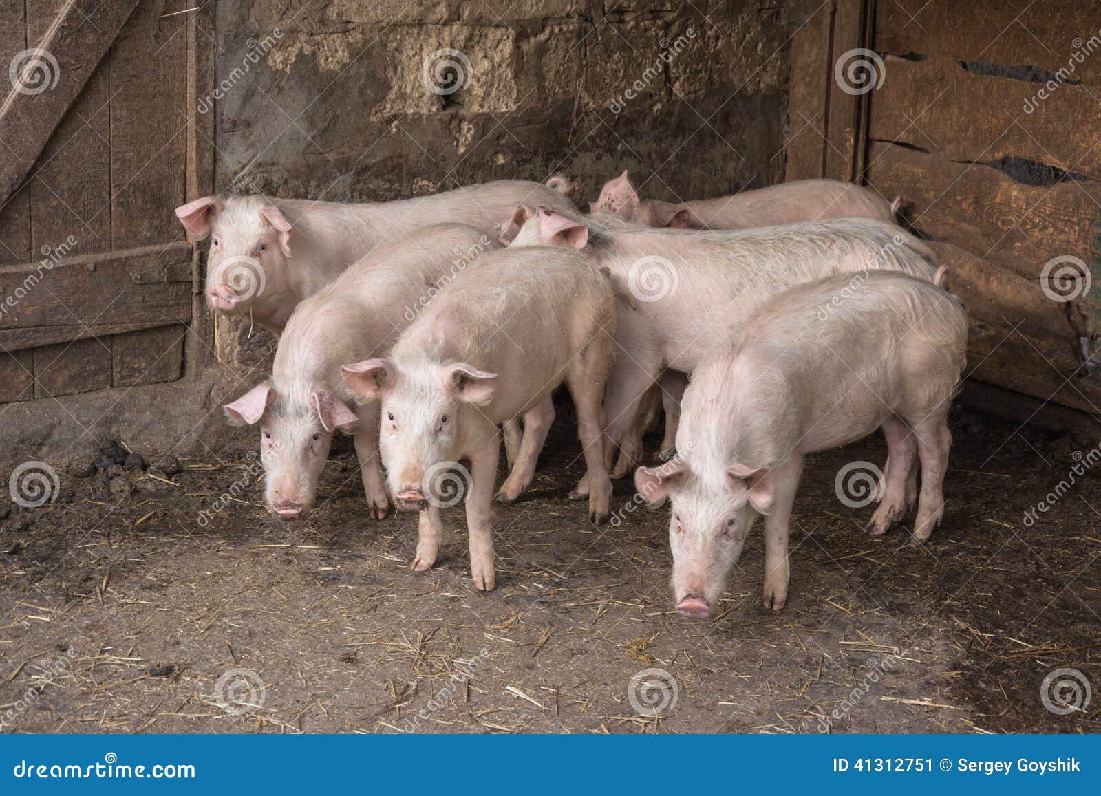 Pigs and Piglets on the Farm Stock Image - Image of food, livestock ...
