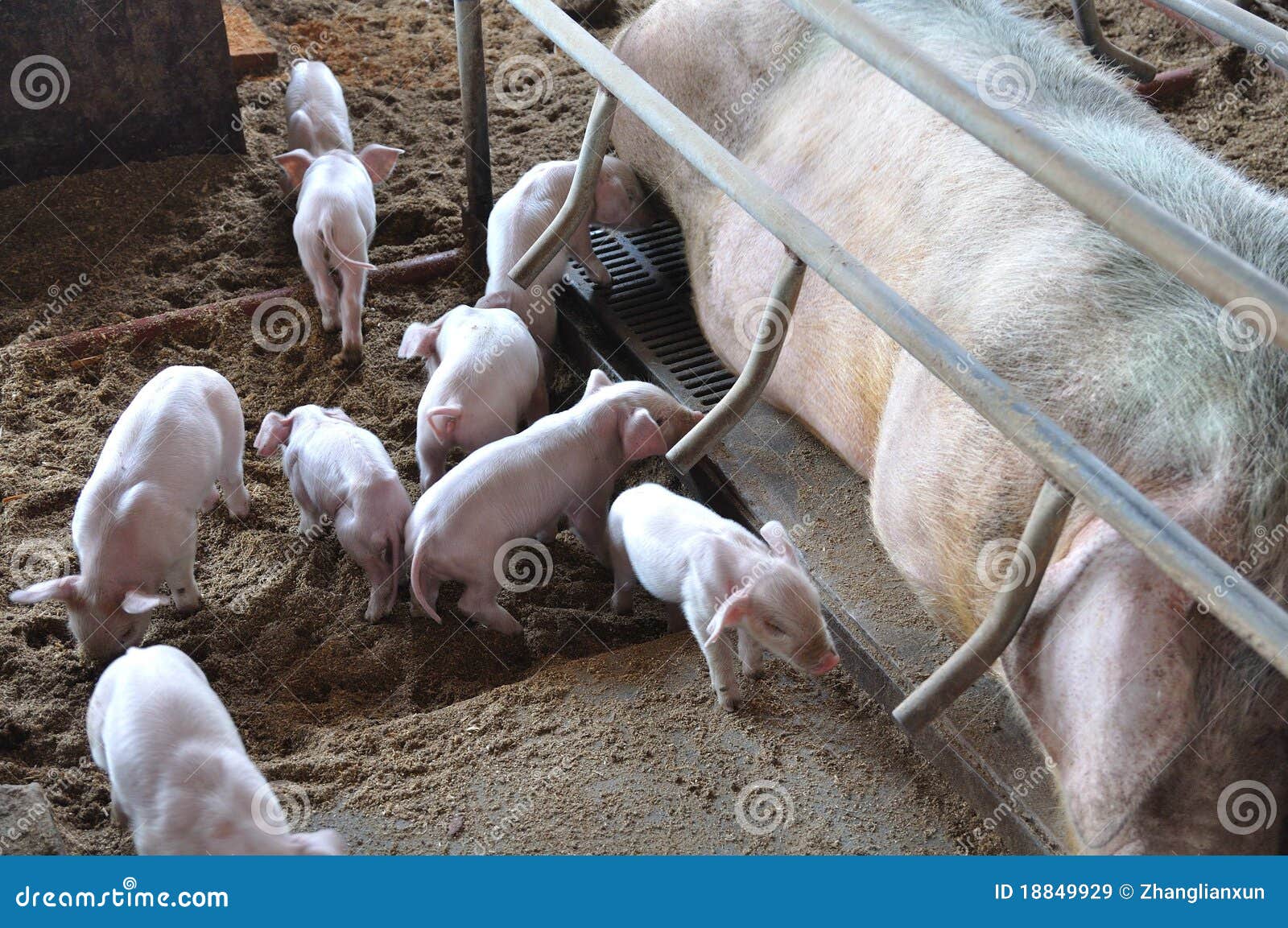 Pigs in a pigpen stock image. Image of farm, food, national - 18849929