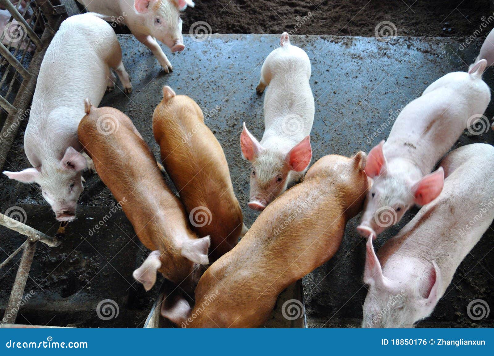 Pigs in a pigpen stock photo. Image of national, nature - 18850176