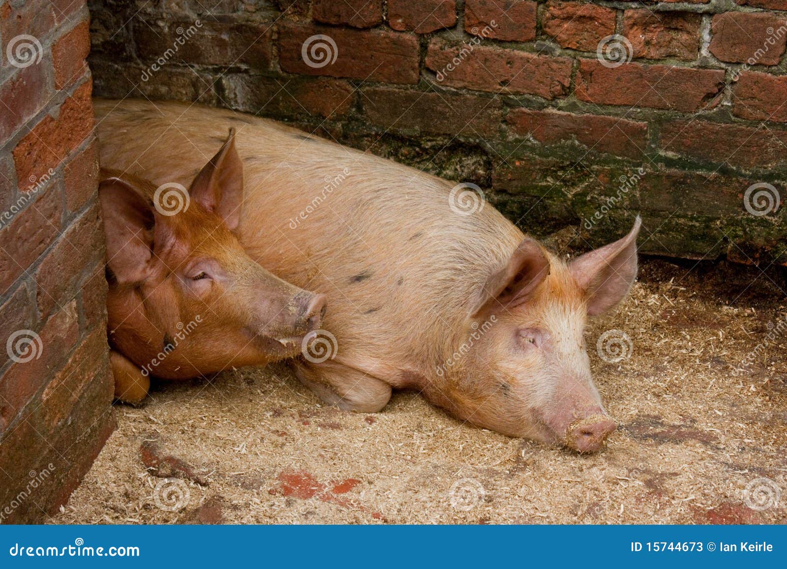 Pigs in a pigsty stock image. Image of pigsty, ears, piggy - 15744673