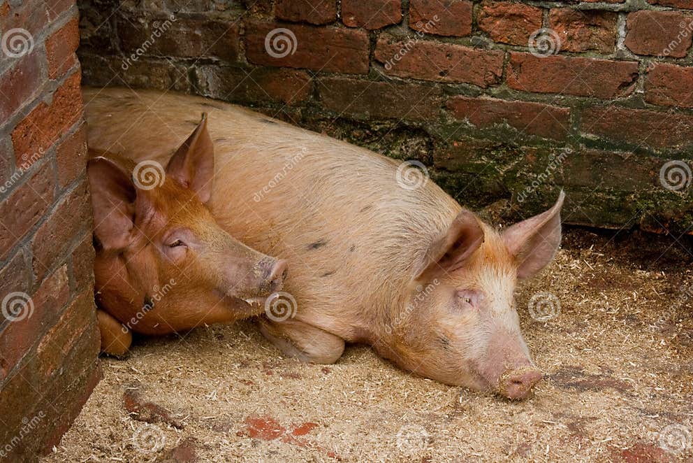 Pigs in a pigsty stock image. Image of pigsty, ears, piggy - 15744673