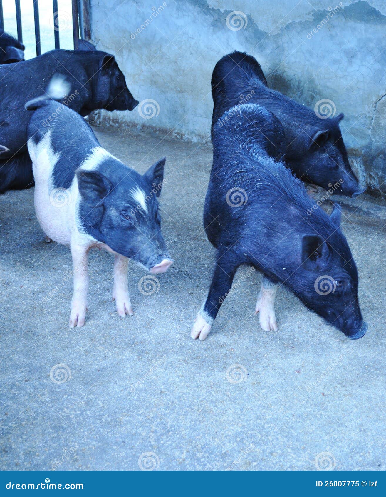 Pigs in pigsty stock image. Image of walk, tibet, active - 26007775