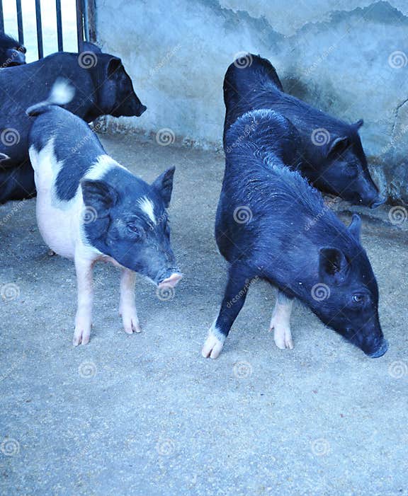 Pigs in pigsty stock image. Image of walk, tibet, active - 26007775