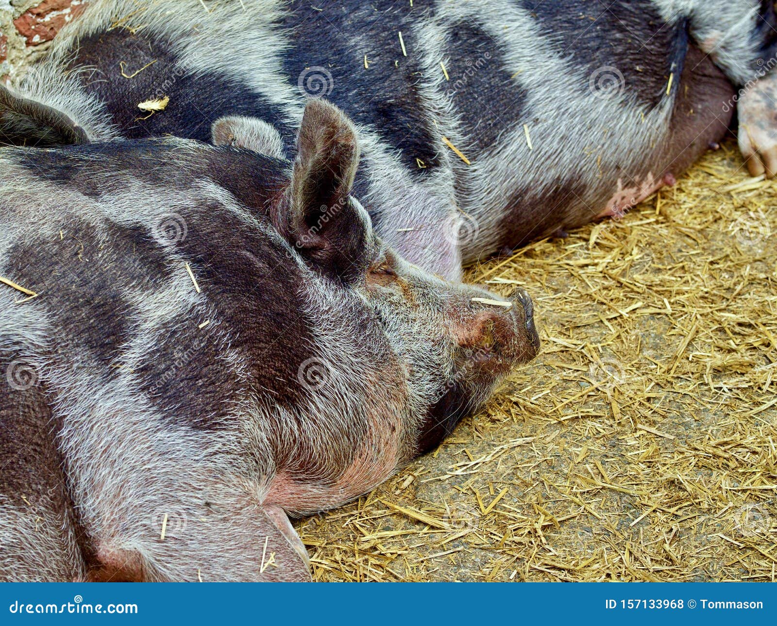 Pigs in a Pigsty stock photo. Image of pigsty, rest - 157133968