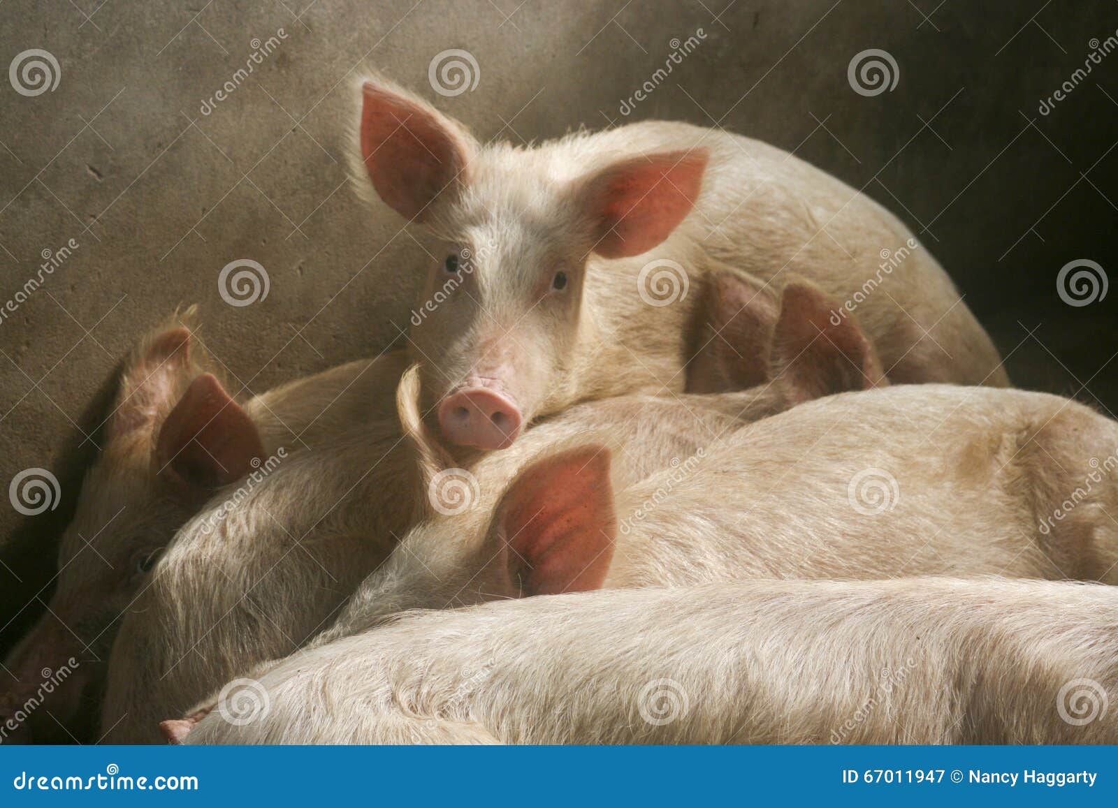 Pigs in pigsty stock image. Image of farm, horizontal - 67011947