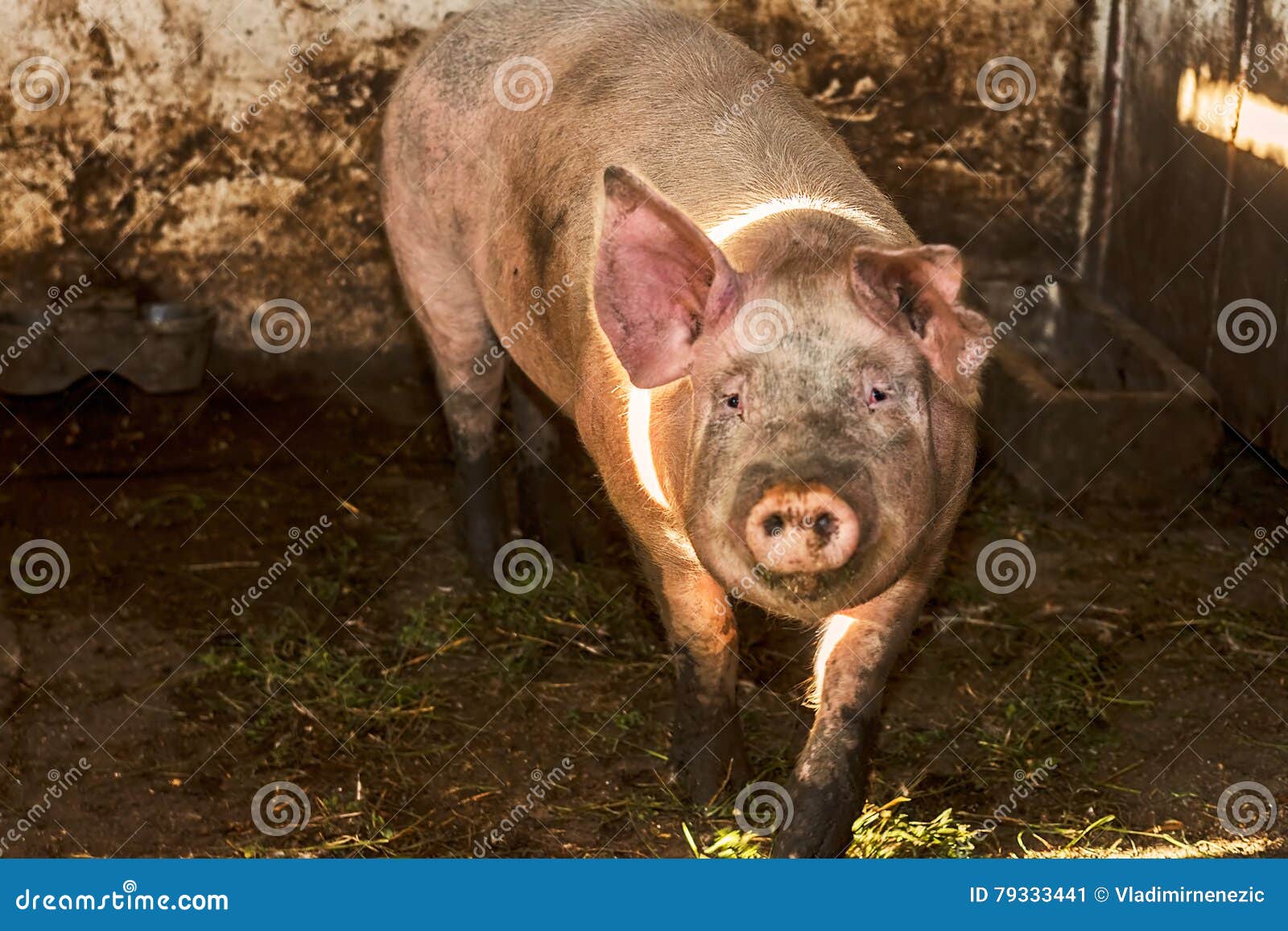 Pigs in the pigsty stock image. Image of dirtily, food - 79333441