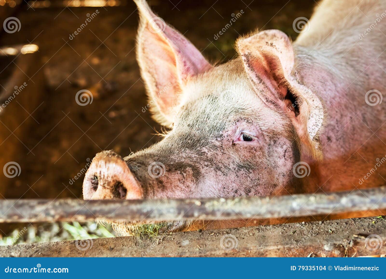 Pigs in the pigsty stock photo. Image of farming, dirtily - 79335104