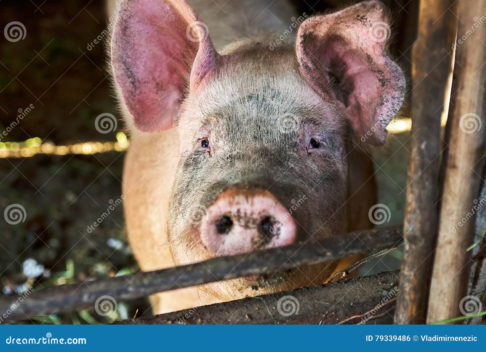 Pigs in the pigsty stock photo. Image of little, snout - 79339486