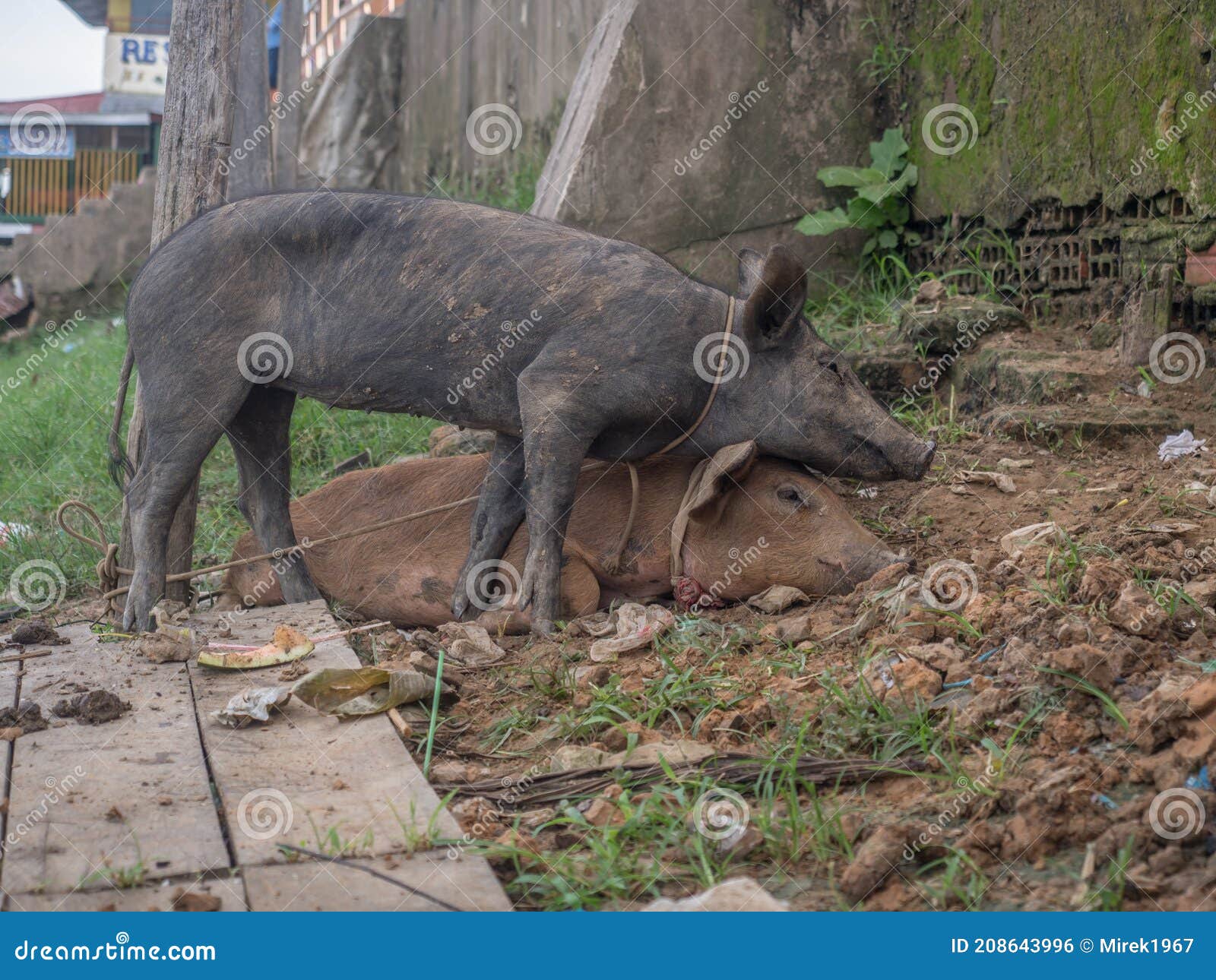 Amazon Pigs Stock Photos - Free & Royalty-Free Stock Photos from Dreamstime