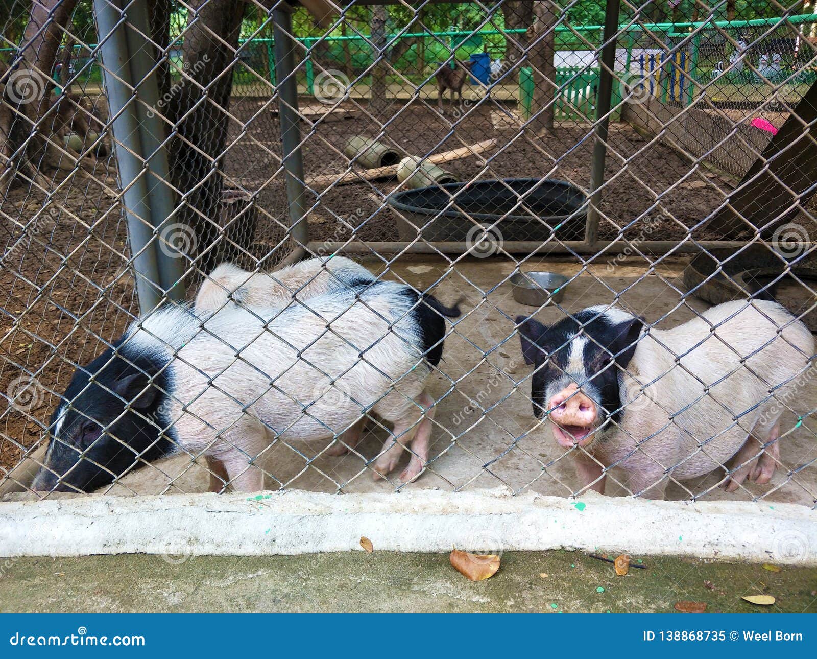 Pigs in the prison stock image. Image of face, design - 138868735
