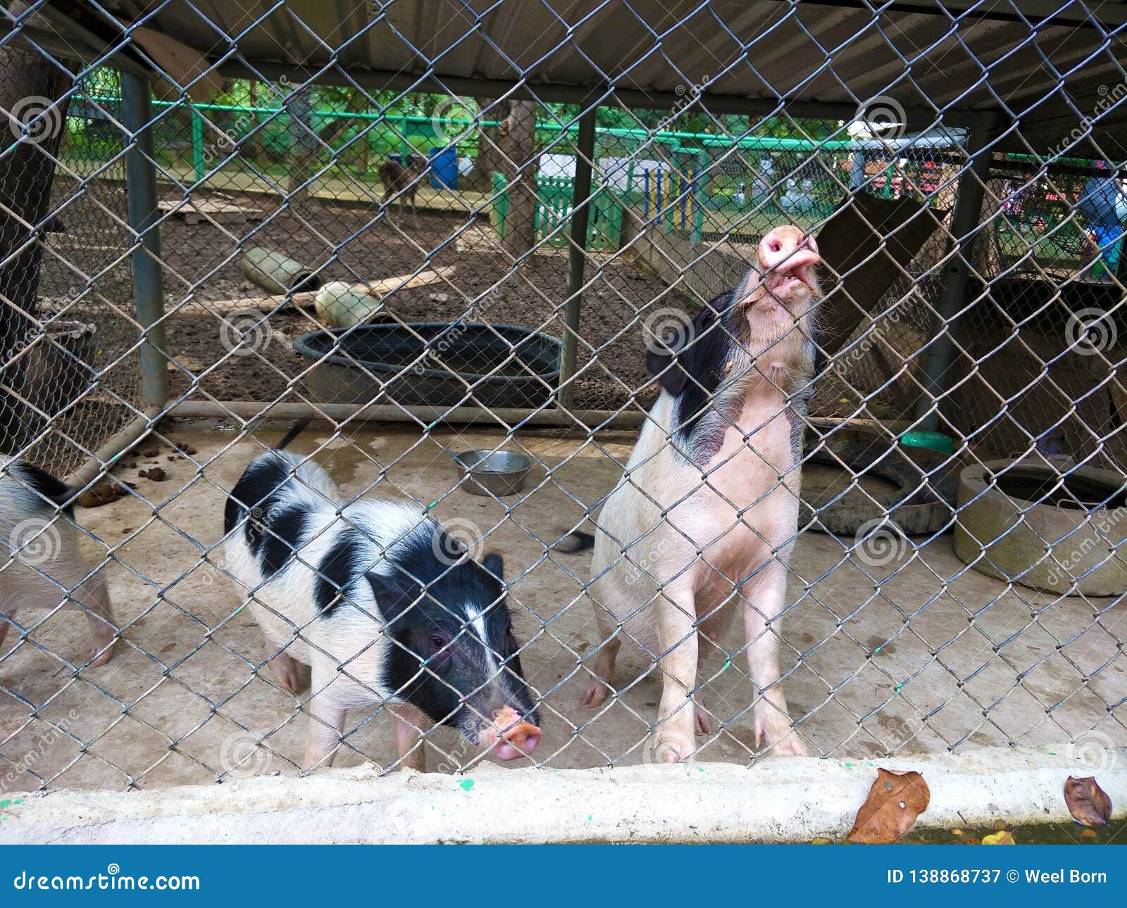 Pigs in the prison stock image. Image of bird, background - 138868737