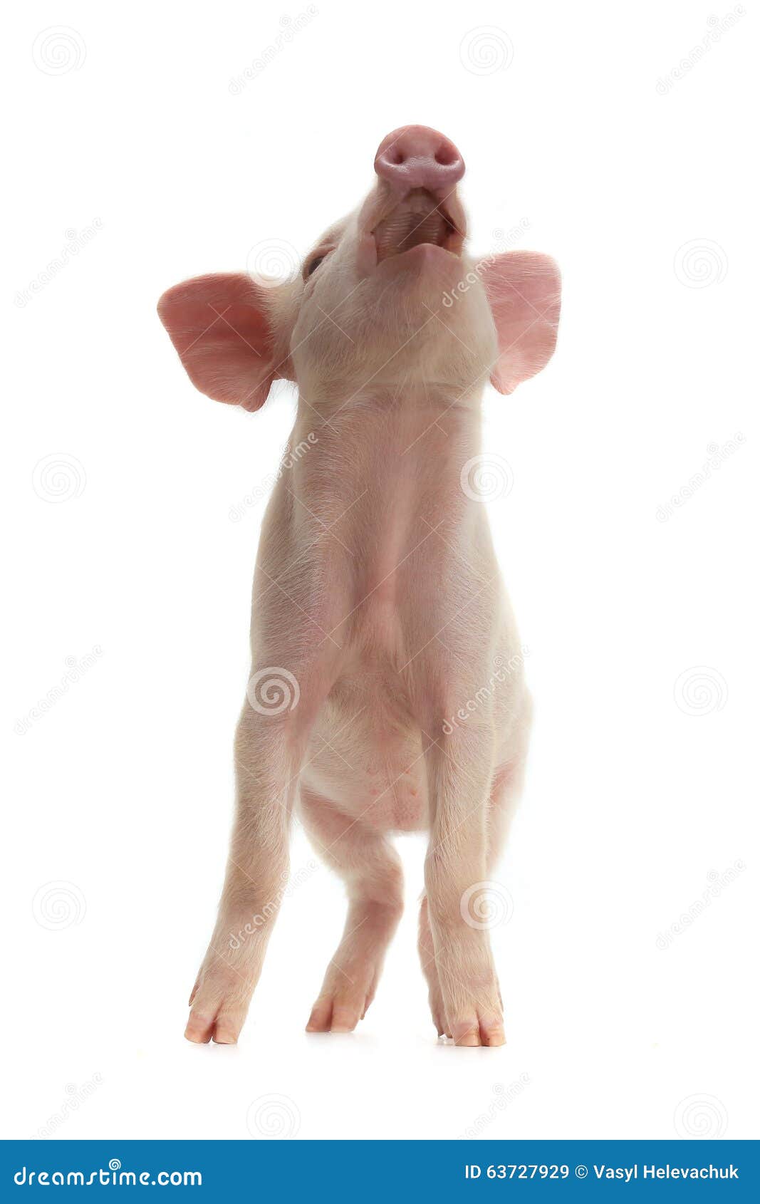 2,787 Head Pigs Stock Photos - Free & Royalty-Free Stock Photos from ...