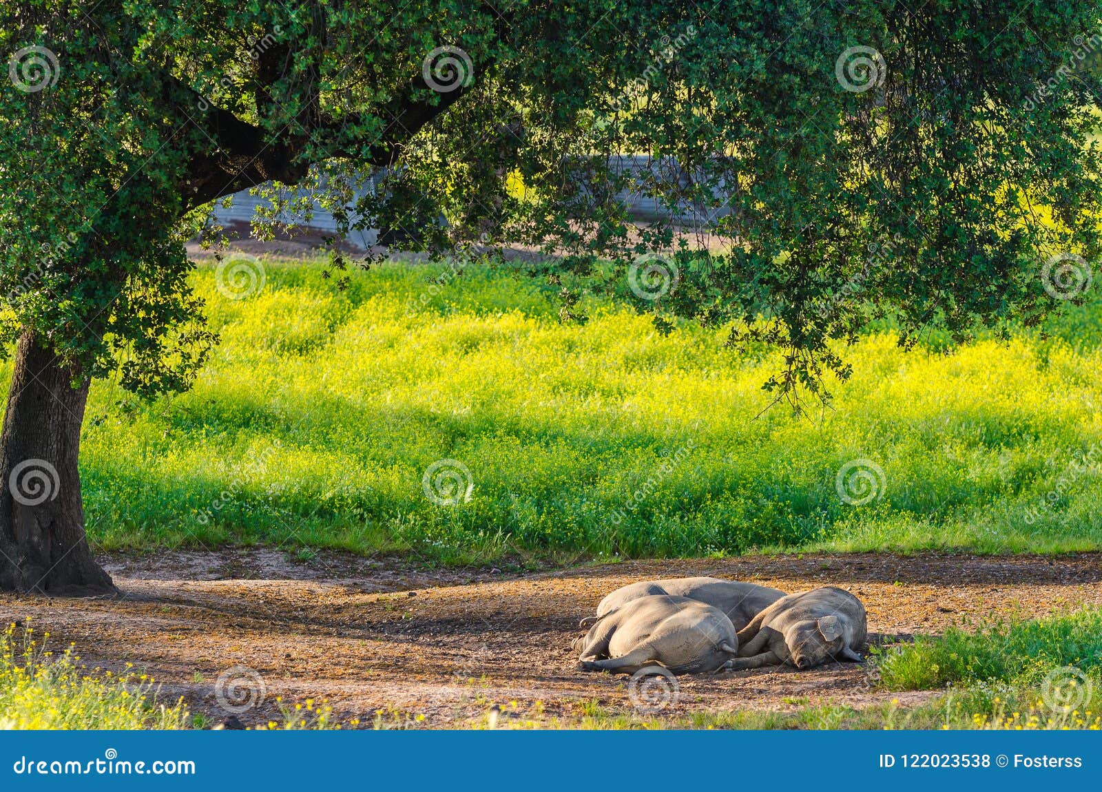 Pigs resting in the shade stock photo. Image of farmland - 122023538