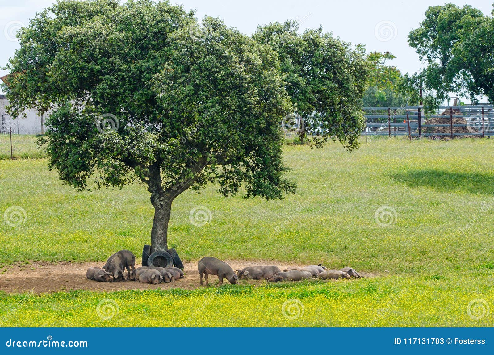 Pigs resting in the shade stock image. Image of farming - 117131703