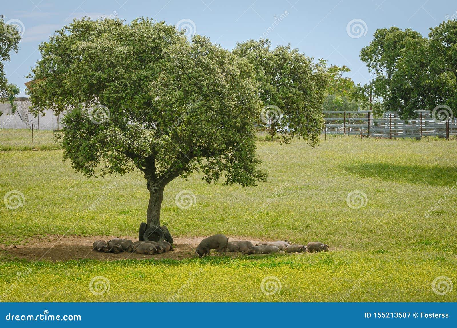 Pigs Resting in the Shade of a Tree Stock Image - Image of feed ...