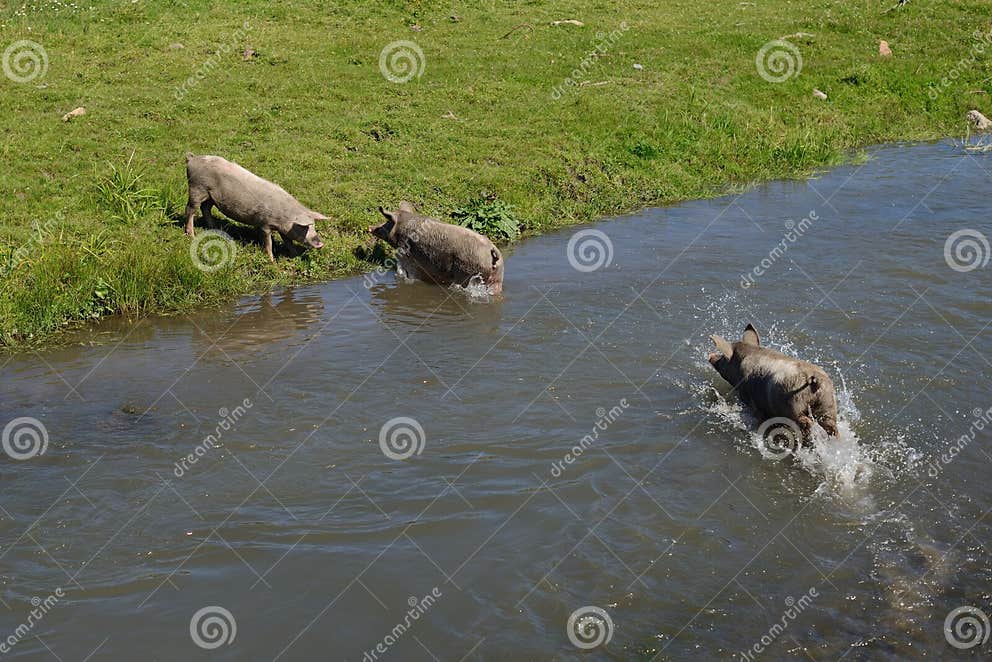 The Pigs Run Across the River Stock Photo - Image of altai, backwoods ...