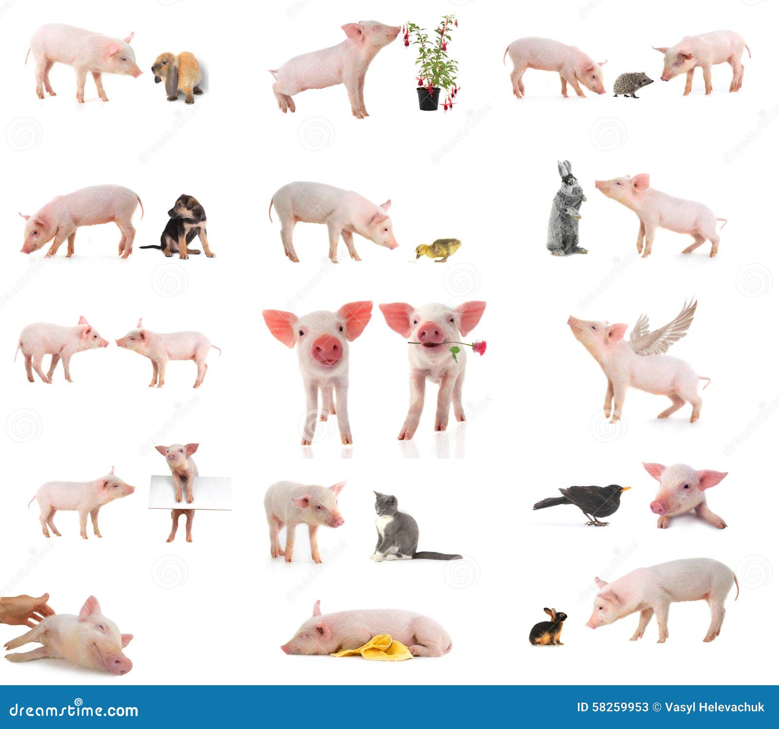497 Separate Animals Stock Photos - Free & Royalty-Free Stock Photos ...