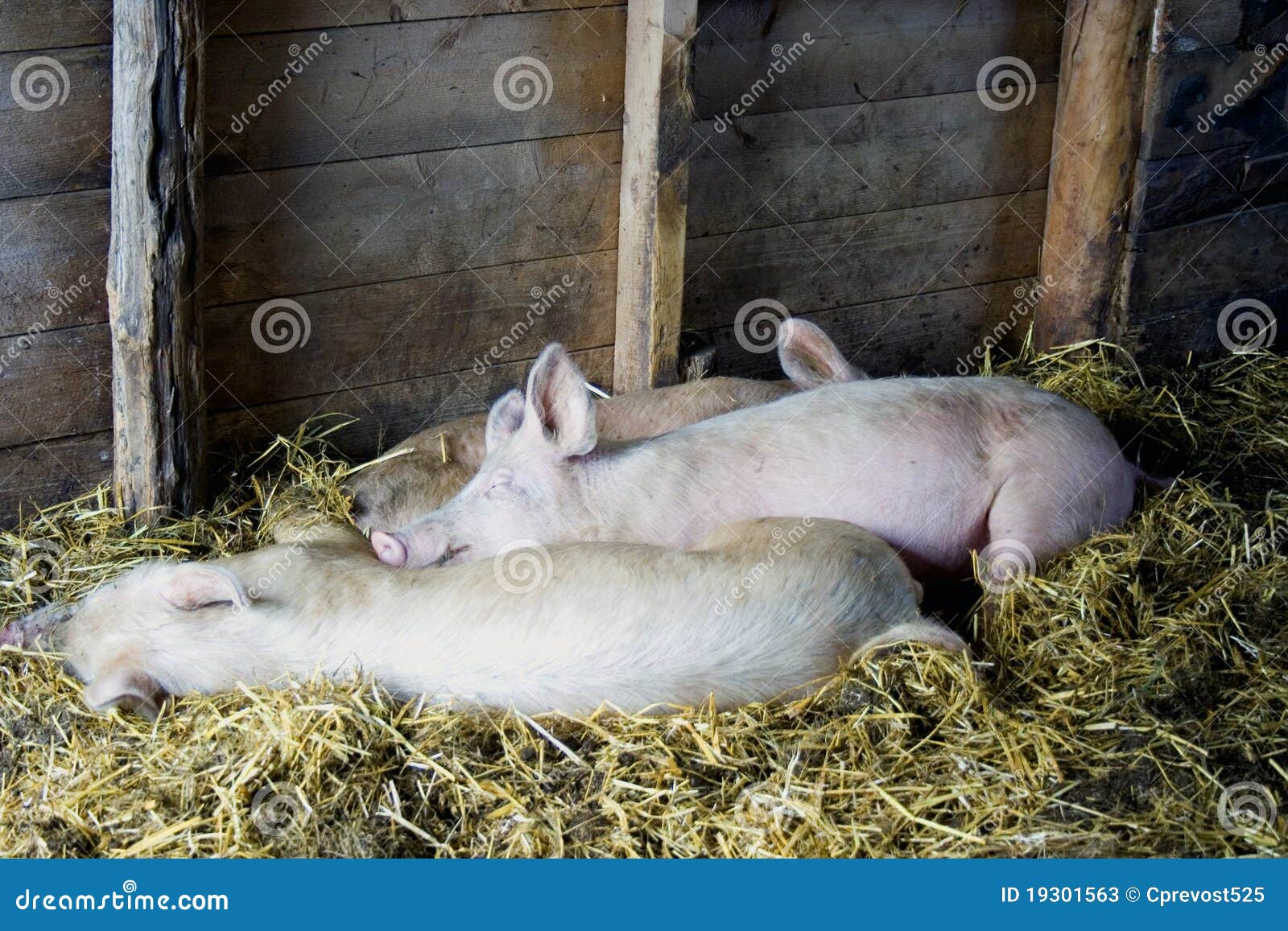 Pigs sleeping in barn stock image. Image of rustic, small - 19301563