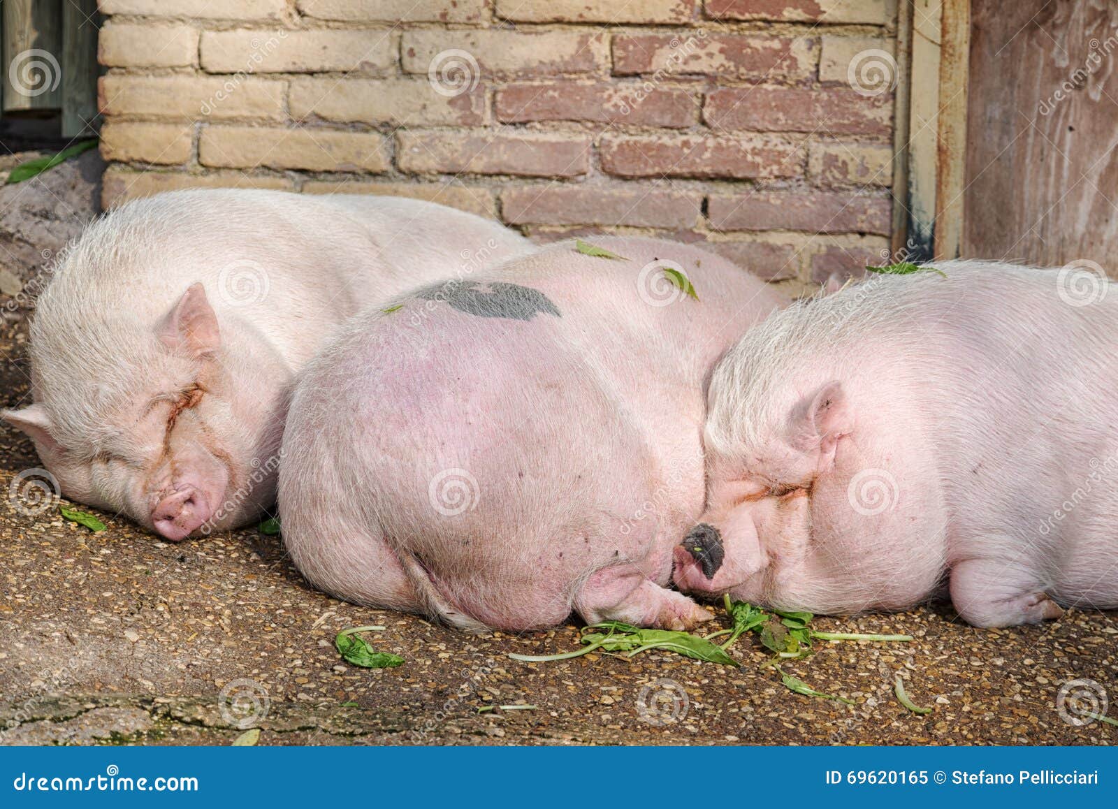 Pigs Are Sleeping After Eating. They Are Fat. Pig In A Pig Farm Royalty ...