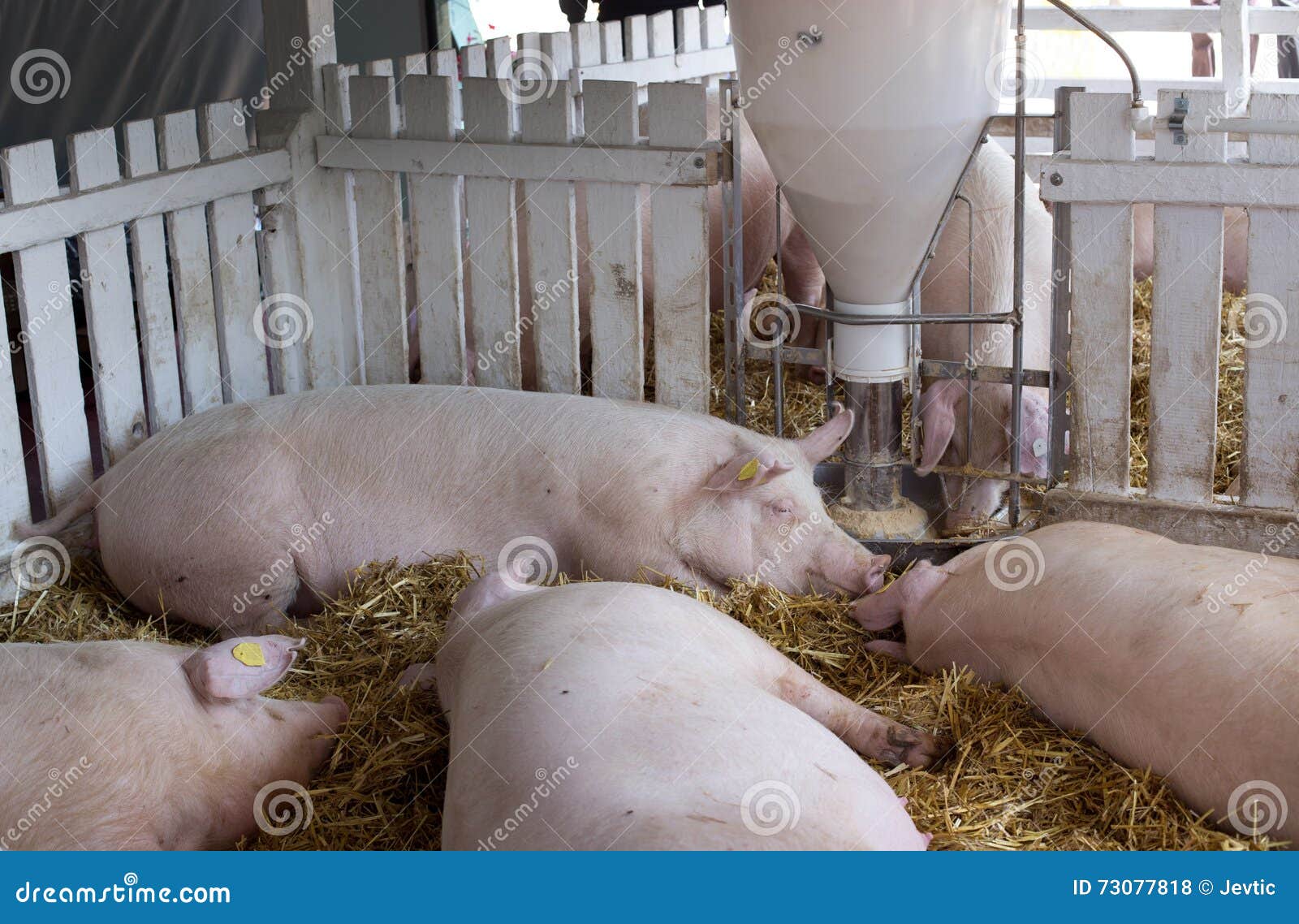 Pigs Sleeping beside Hog Feeder Stock Photo - Image of large, climate ...