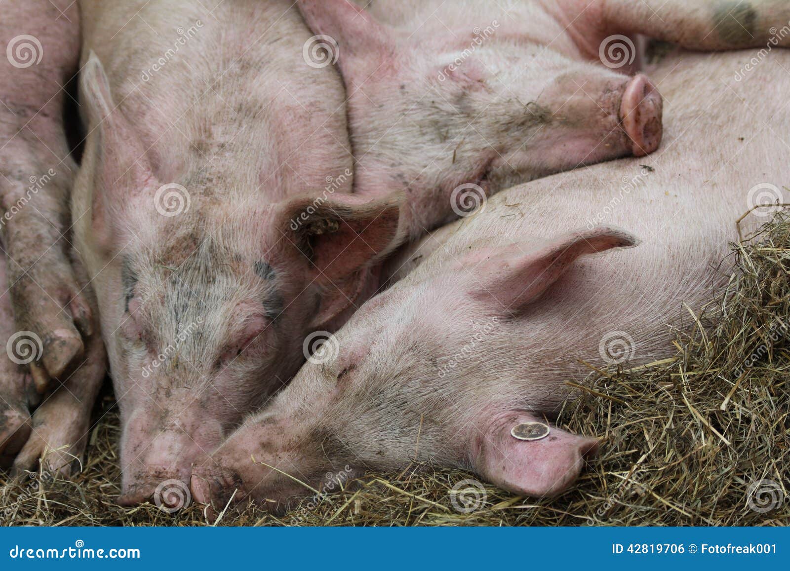 Pigs Are Sleeping After Eating Finished Food On A Pig Farm In The ...