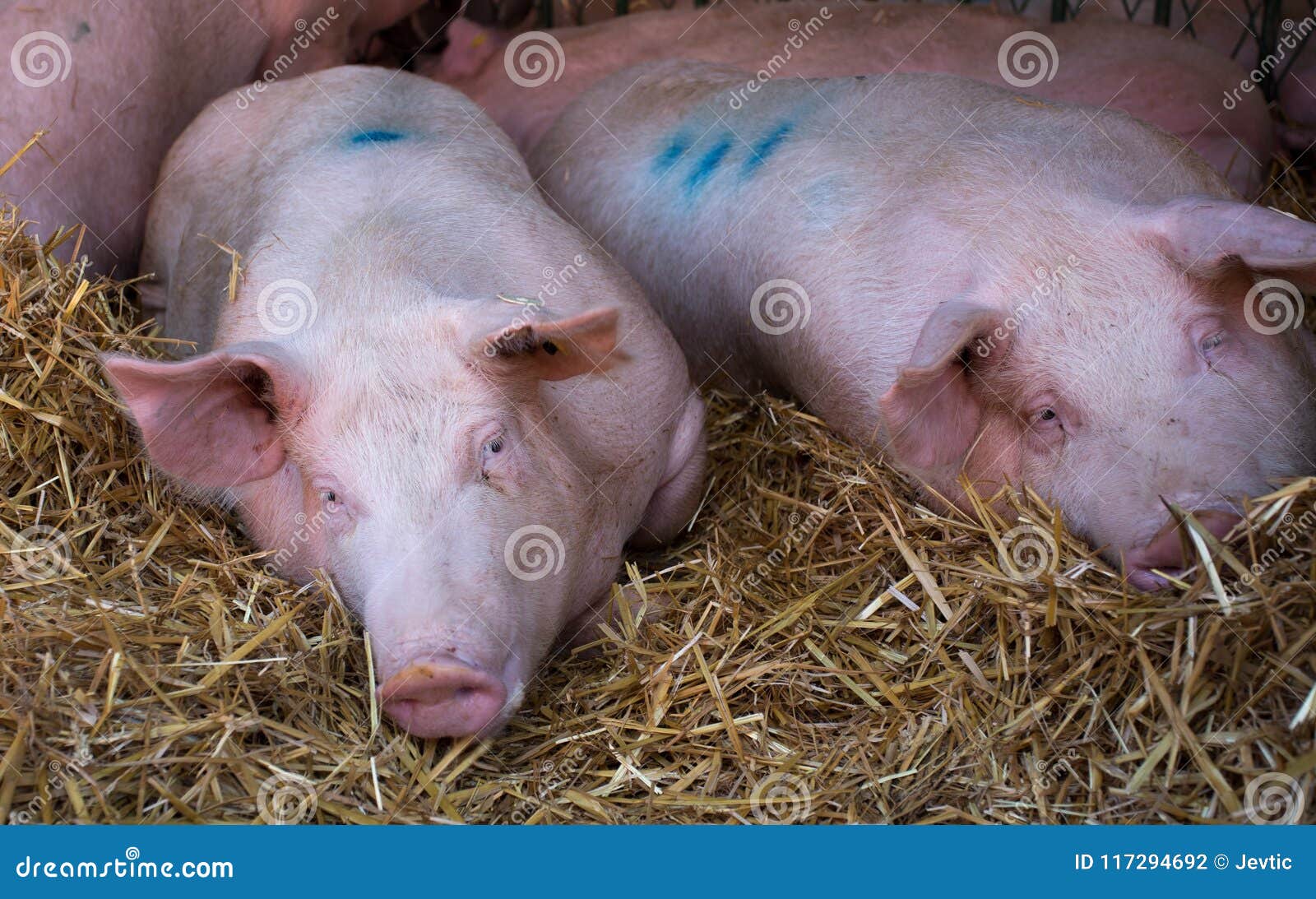 Pigs Sleeping on Straw in Pen Stock Photo - Image of rural, barn: 117294692