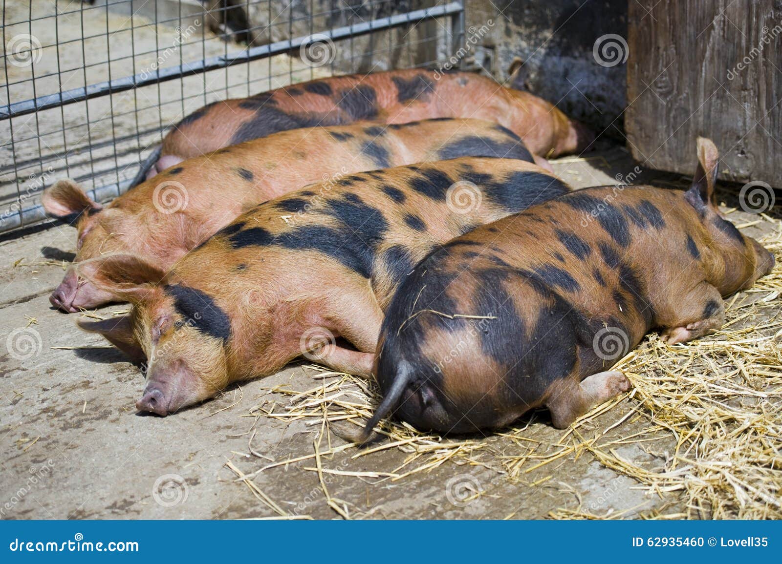 Two Pigs Sleeping In Mud Stock Photo | CartoonDealer.com #26568606