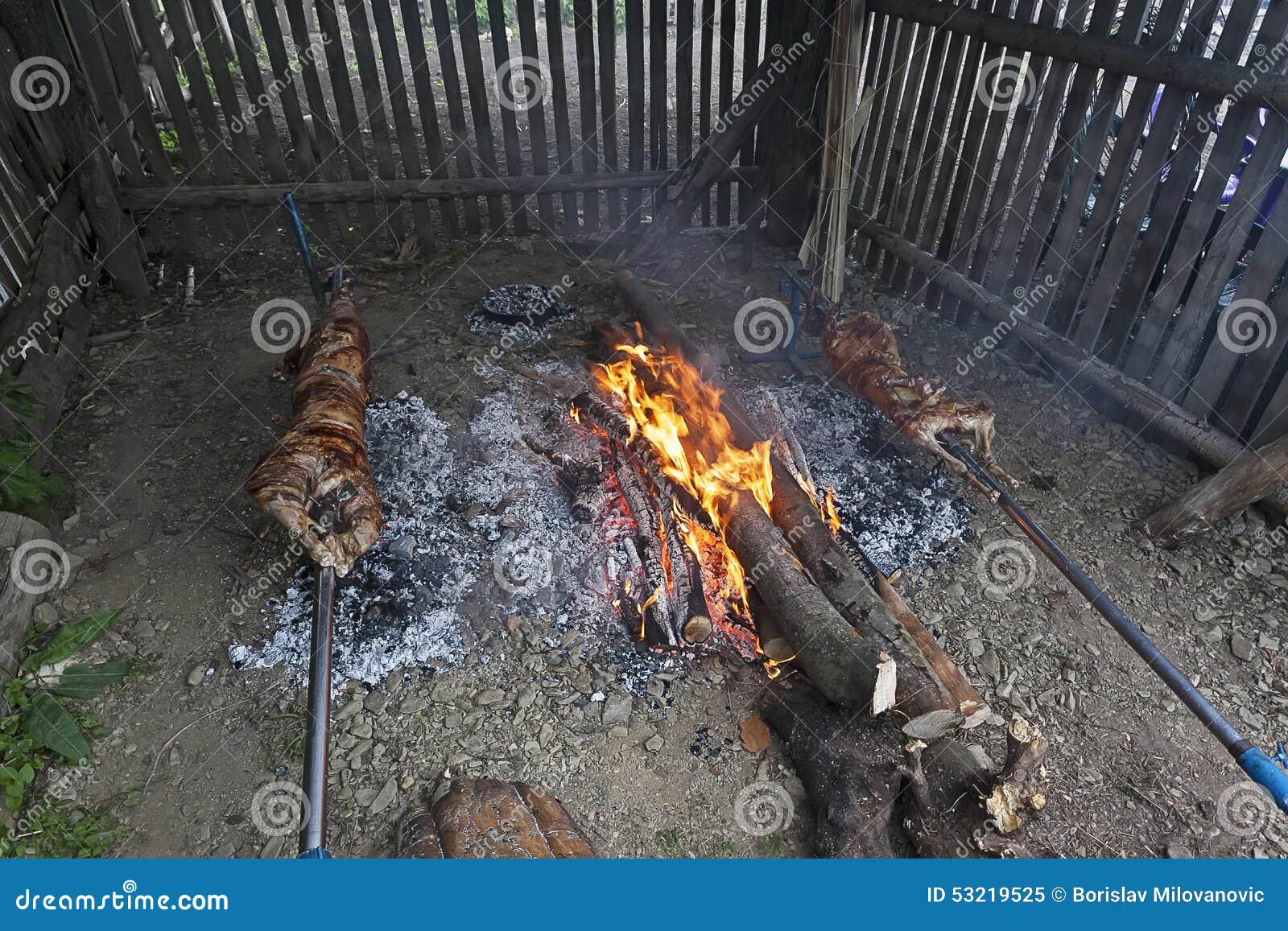 Pigs on the spit stock image. Image of food, nature, pigs - 53219525